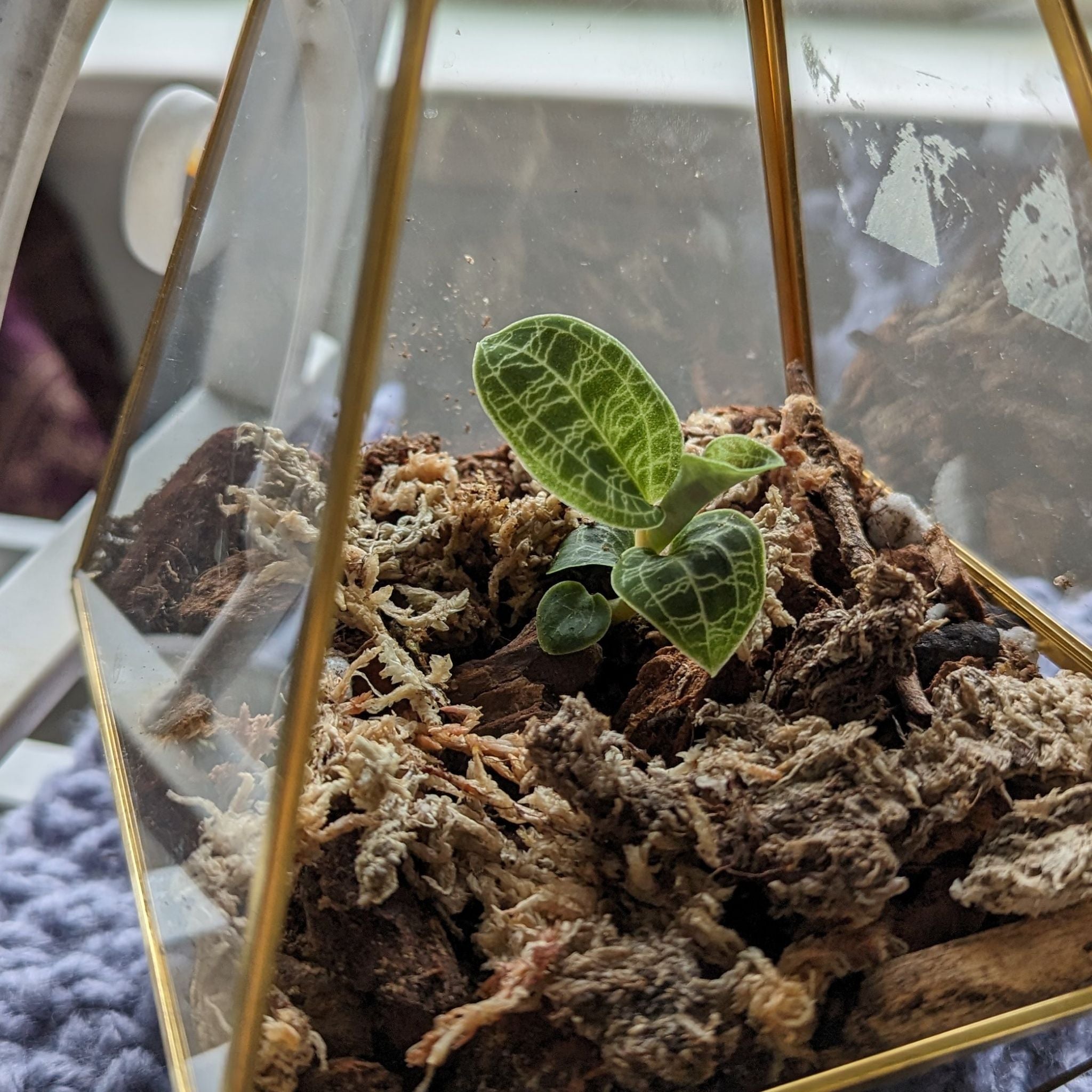 🤒 How Do I Cure Lightning Jewel Orchid Root Rot?