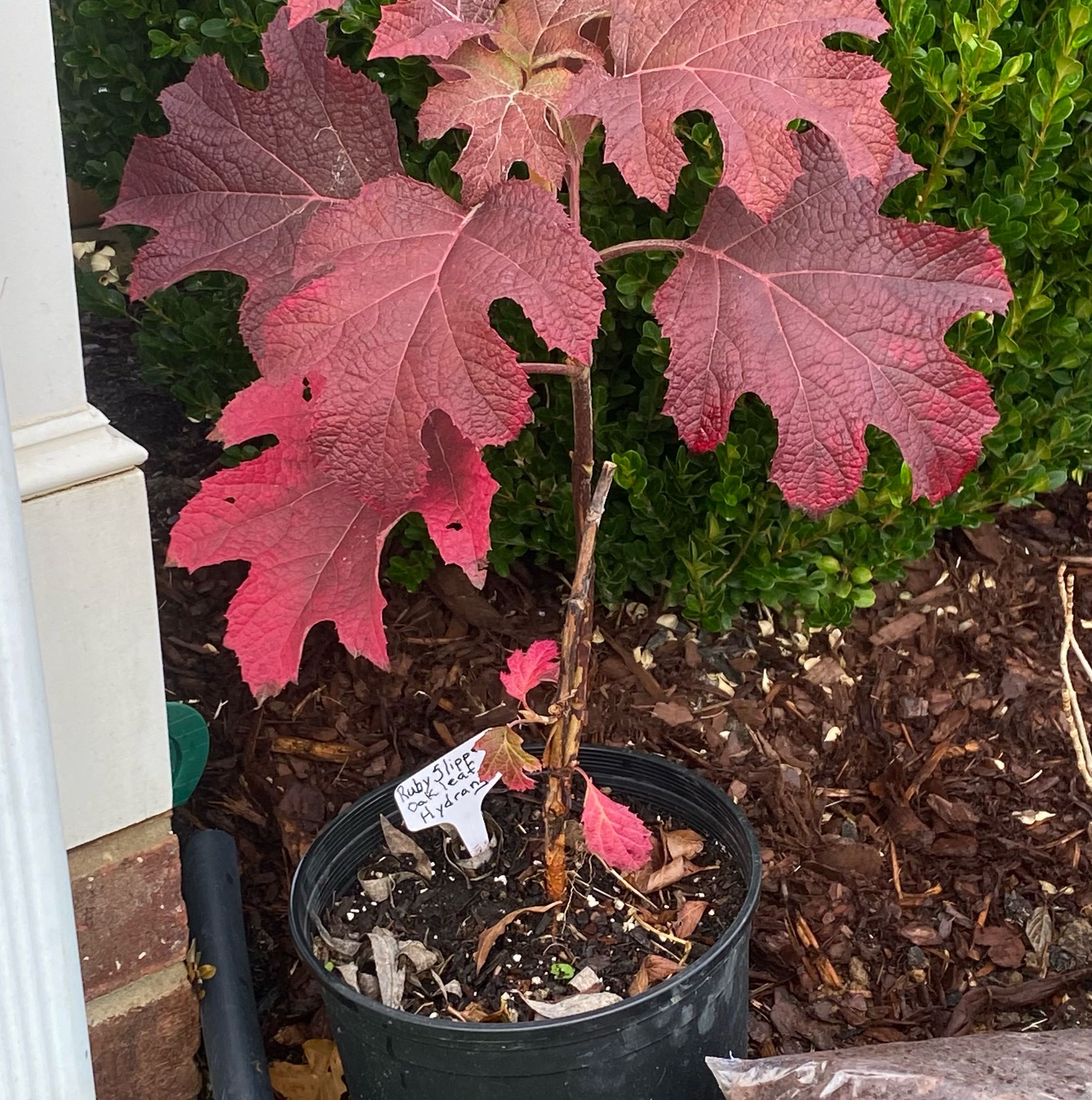 Propagating My Oakleaf Hydrangea: Step-by-Step Guide