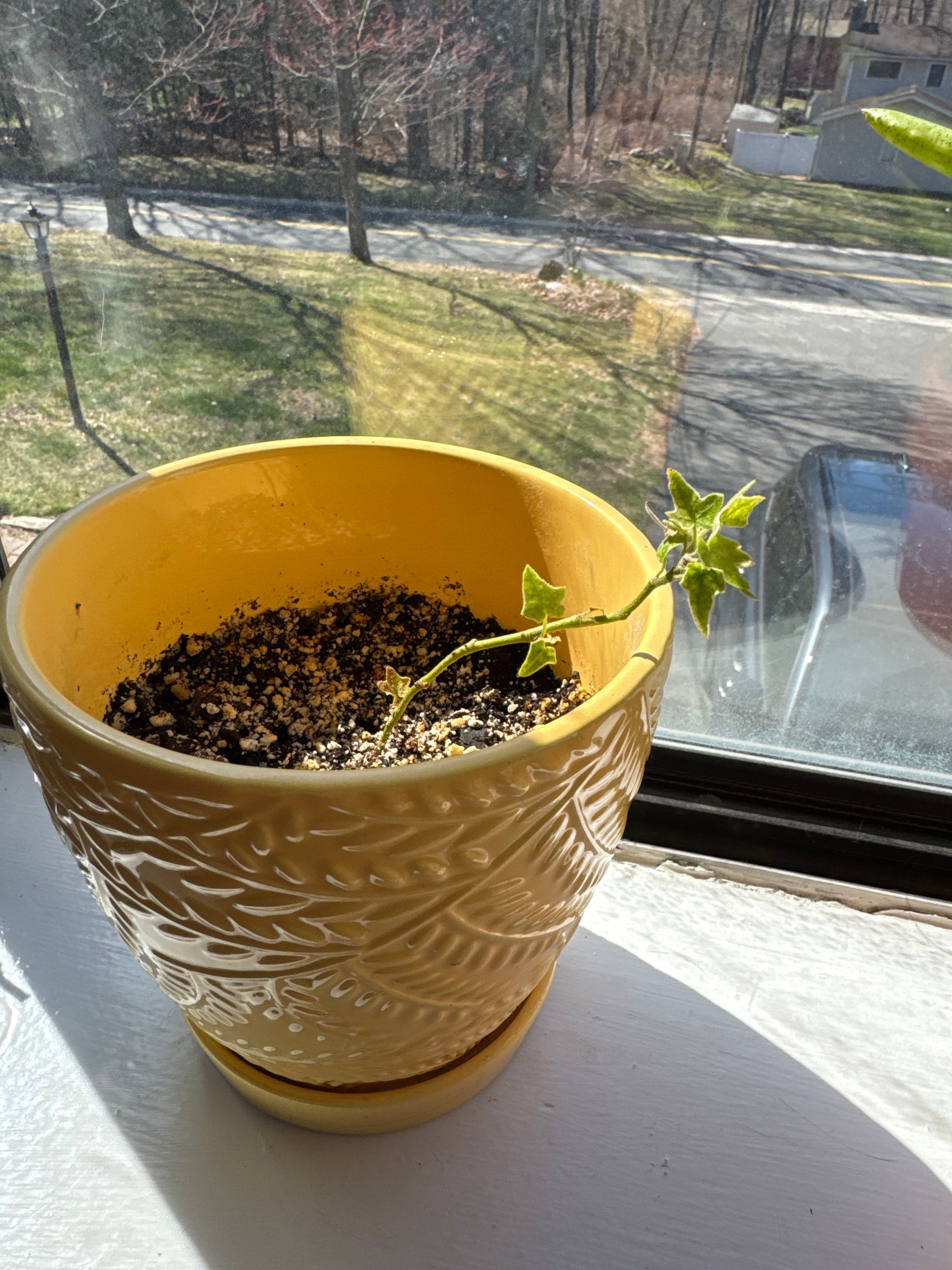 English Ivy's Best Friends: Top Companion Plants