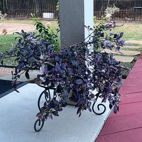 How to Care for Ornamental Pepper Onyx Red: Mastering Water, Sunlight ...