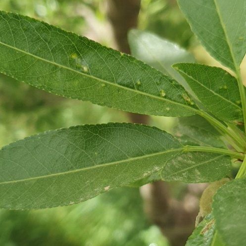 almond tree Care 101: Water, Light & Growing Tips