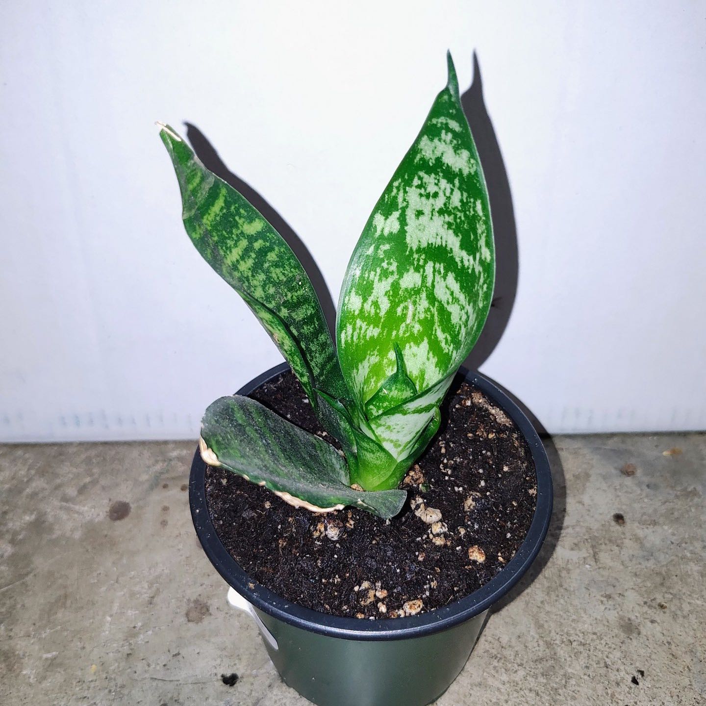 Why Are There Brown Spots on My Jaboa Snake Plant Leaves? 🍂