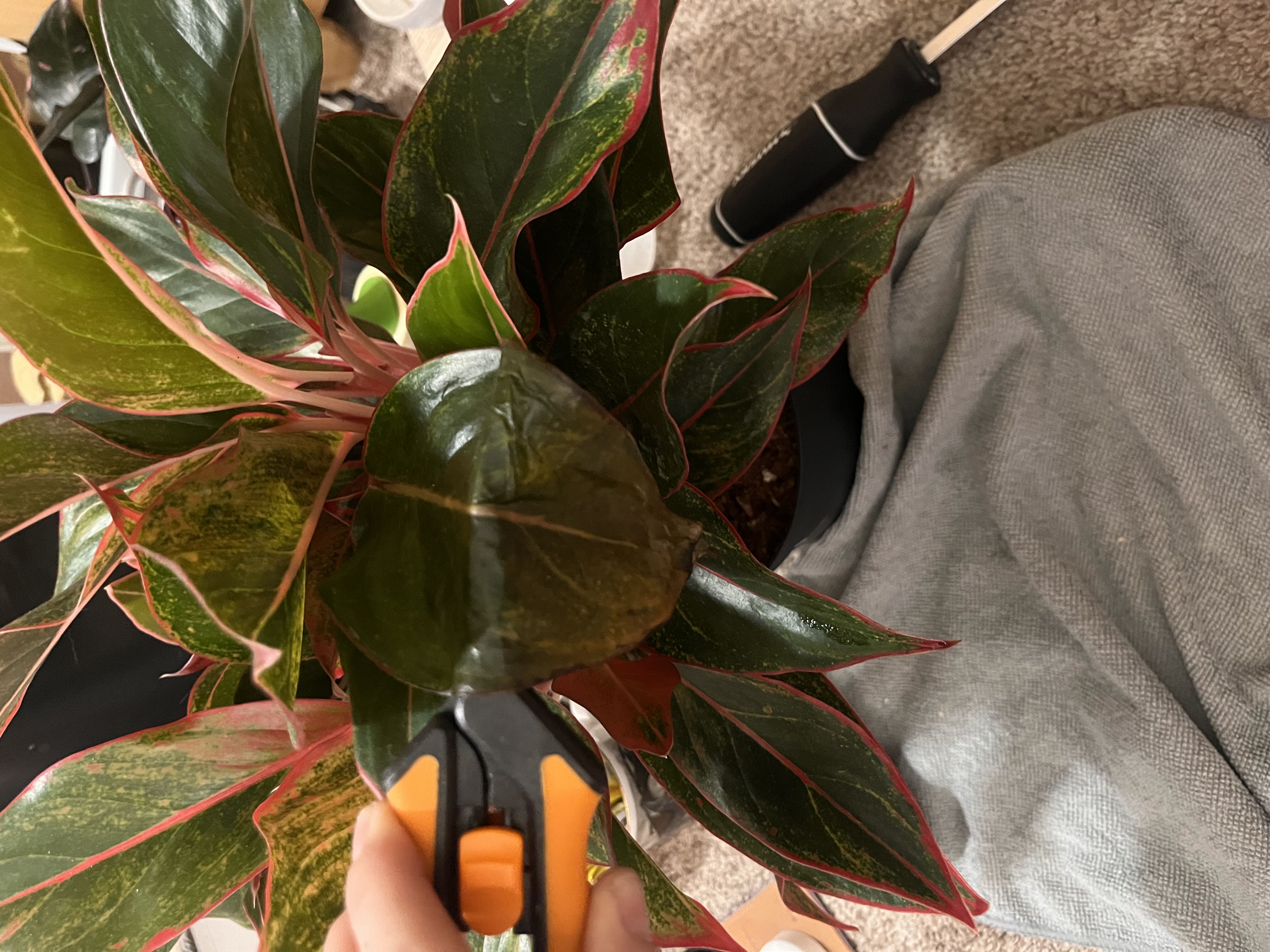 How to Care for Red Siam Aurora Aglaonema: Mastering Water, Sunlight & More