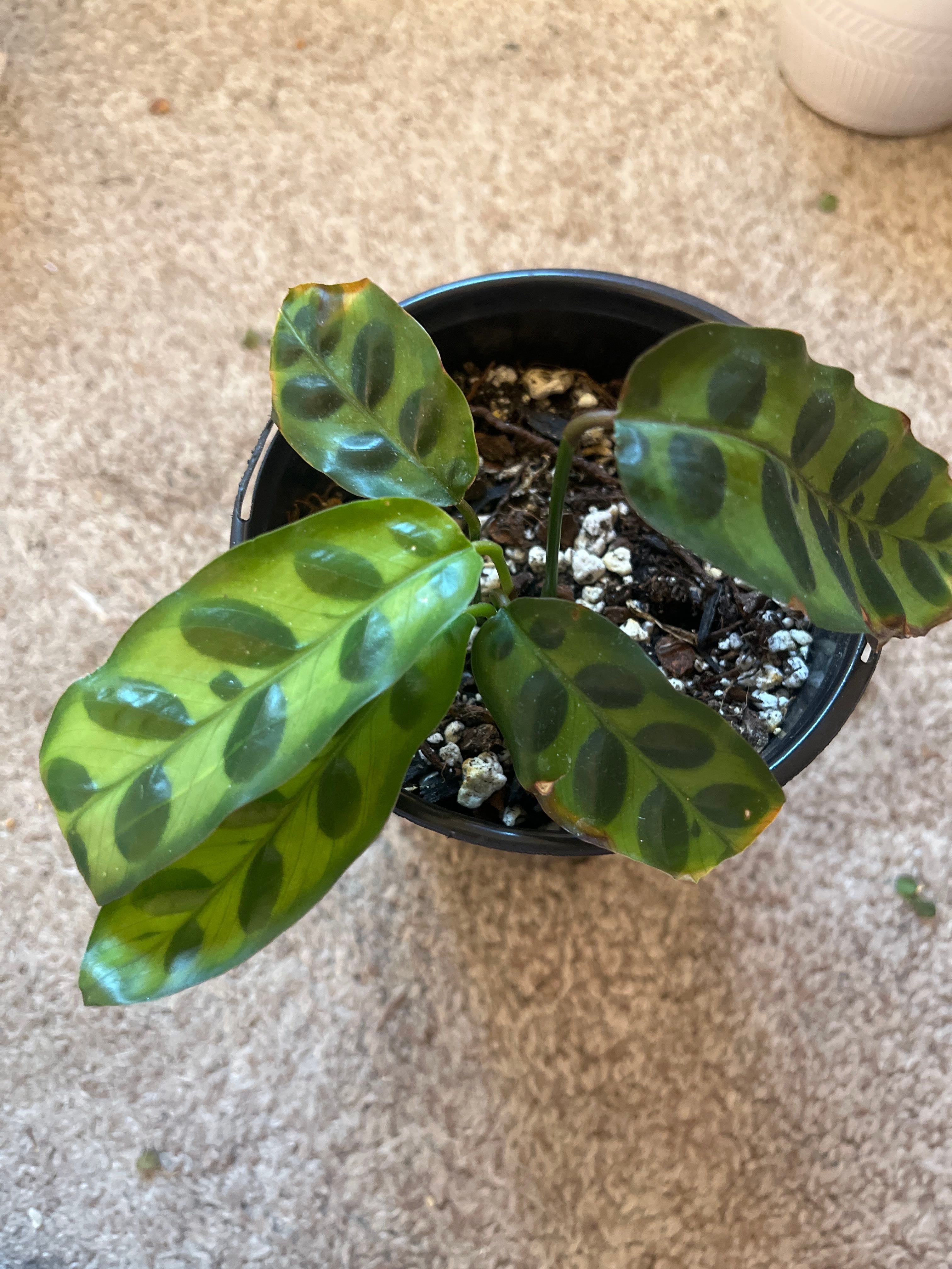 🐍 5 Key Aspects of Rattlesnake Plant Size