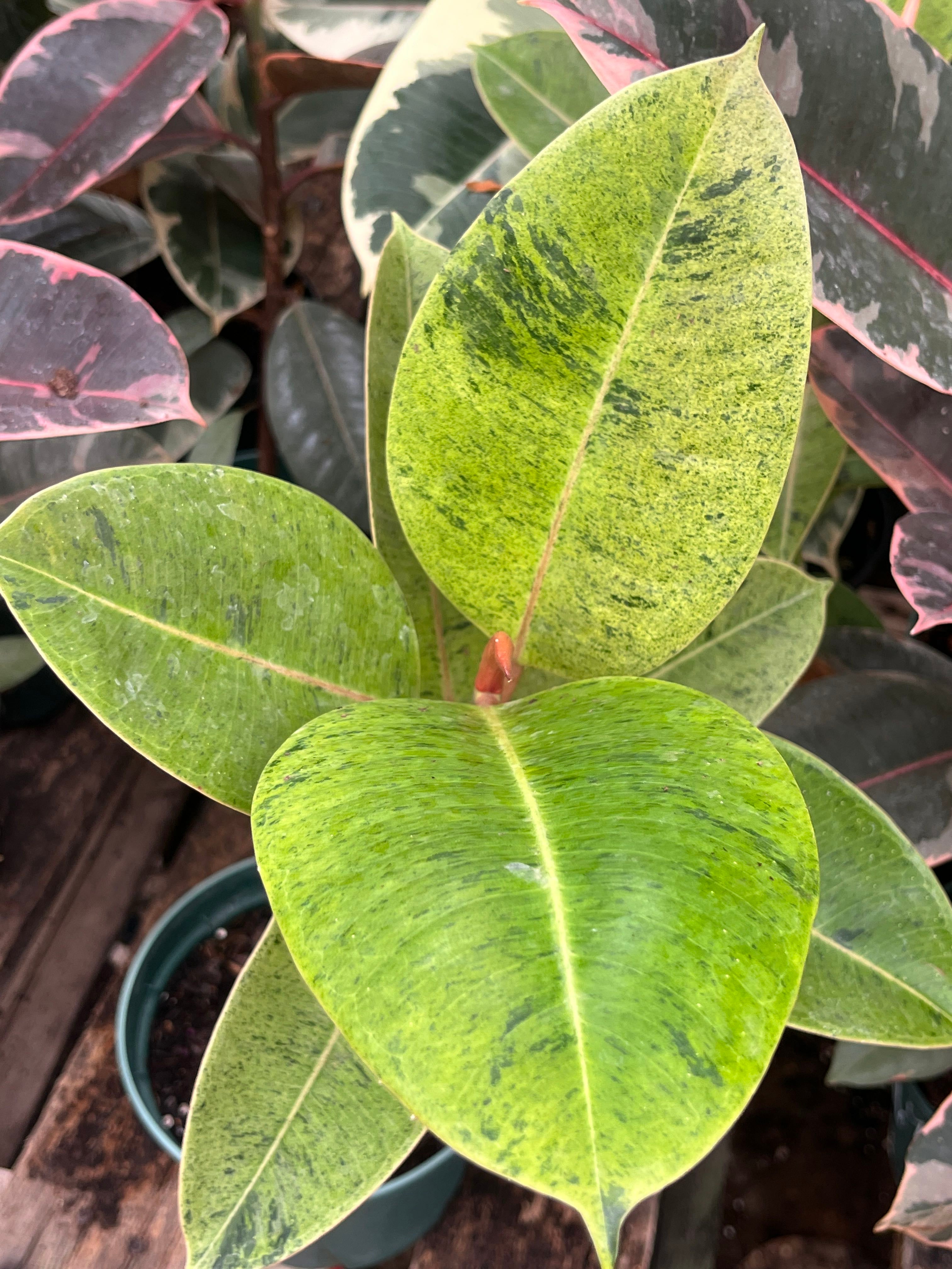 Black Spots on My Violette De Bordeaux Fig Leaves