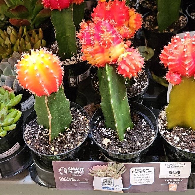 Athena | A plant by @LargeCoconut on Greg