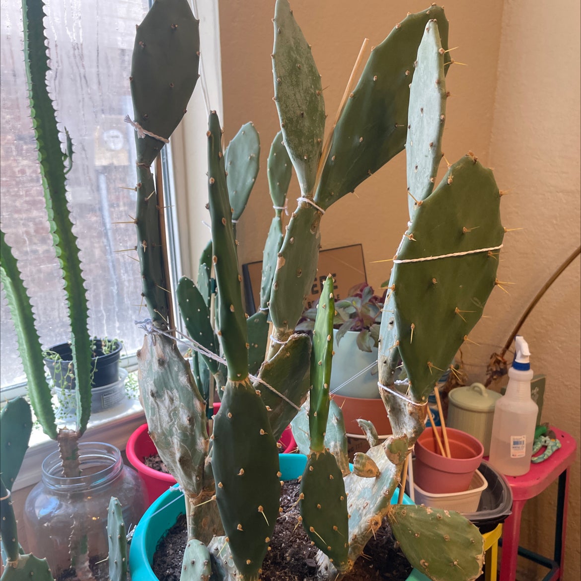 🌵 How Do I Cure Erect Prickly Pear Root Rot?
