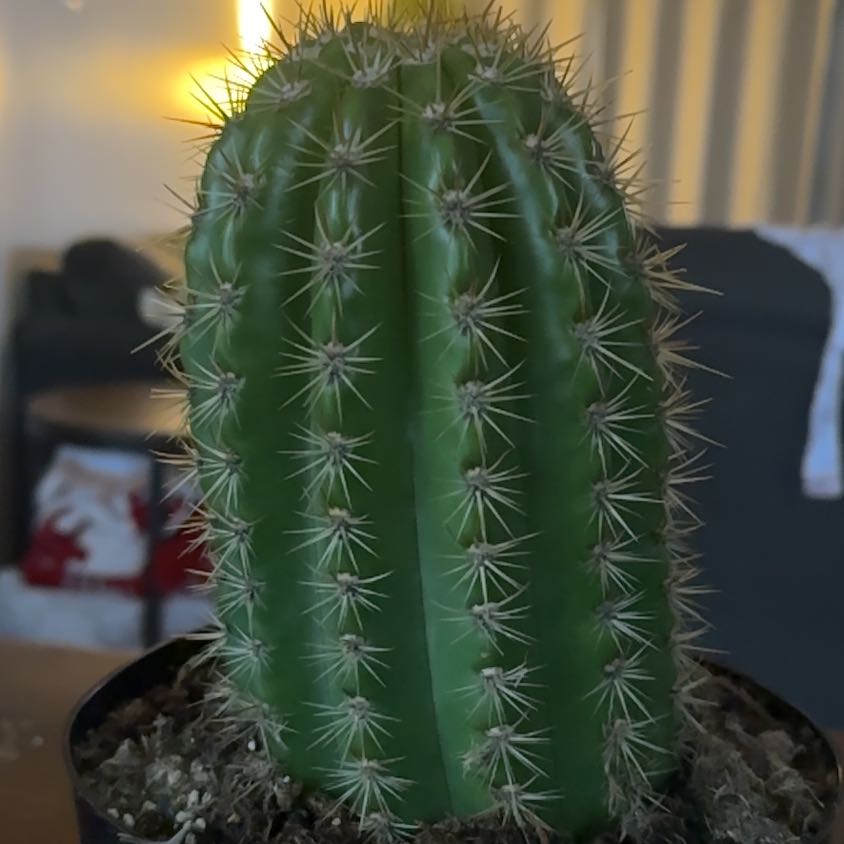 рџњћ Why Is My Sun Goddess Barrel Cactus Not Doing Well