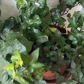Athena | A plant by @TimelessKatsura on Greg