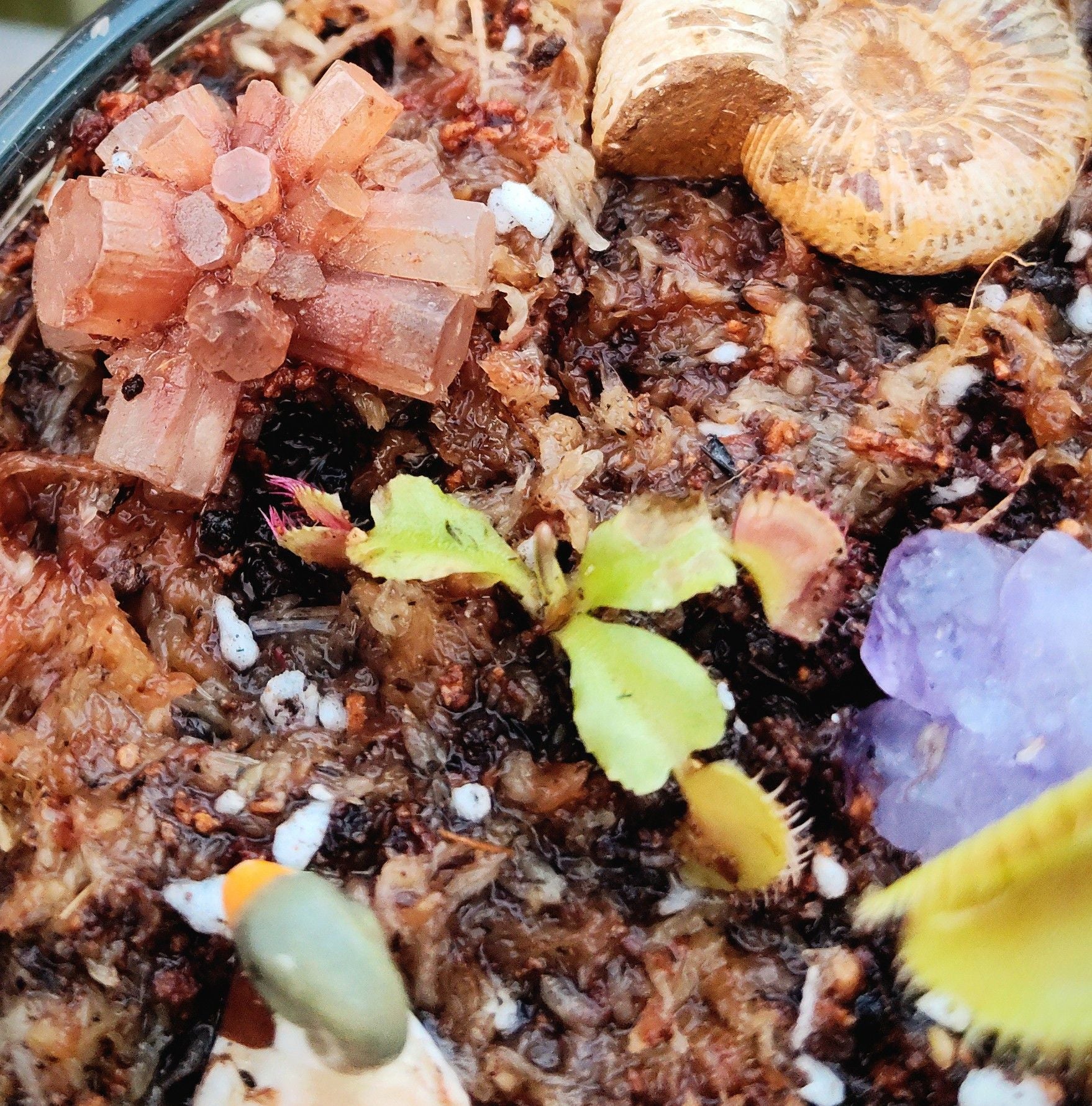 Meet Al "Dente" (larger traps) & Fandango (pink teeth)! T...