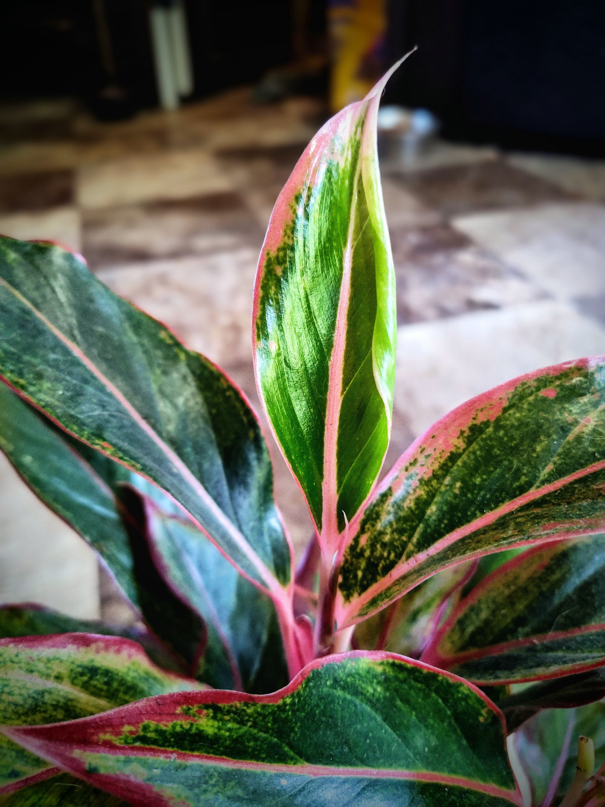 How to Care for Red Siam Aurora Aglaonema: Mastering Water, Sunlight & More