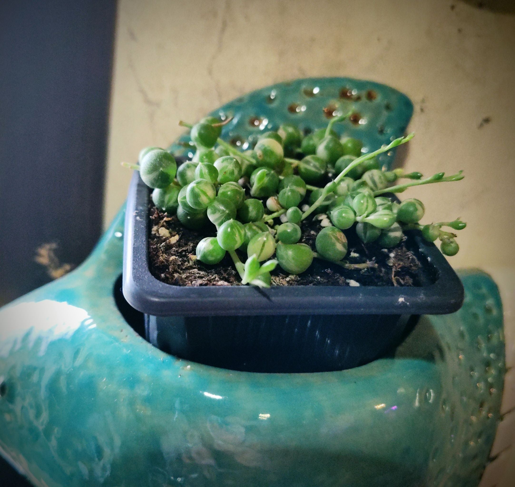 The Complete Angel Wings Senecio Plant Care Guide: Water, Light & Beyond