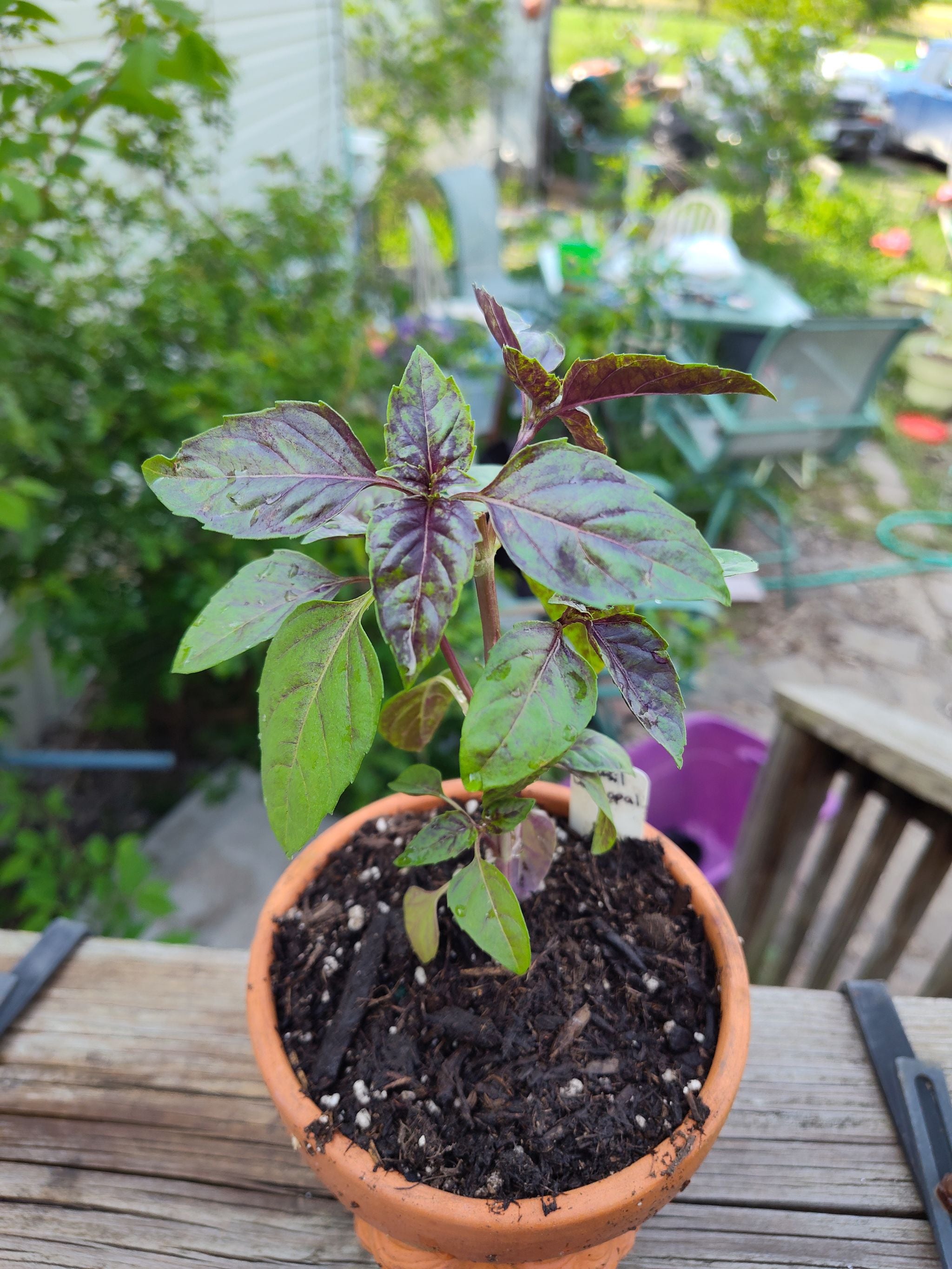 The Complete Black Satun Alocasia Plant Care Guide: Water, Light & Beyond