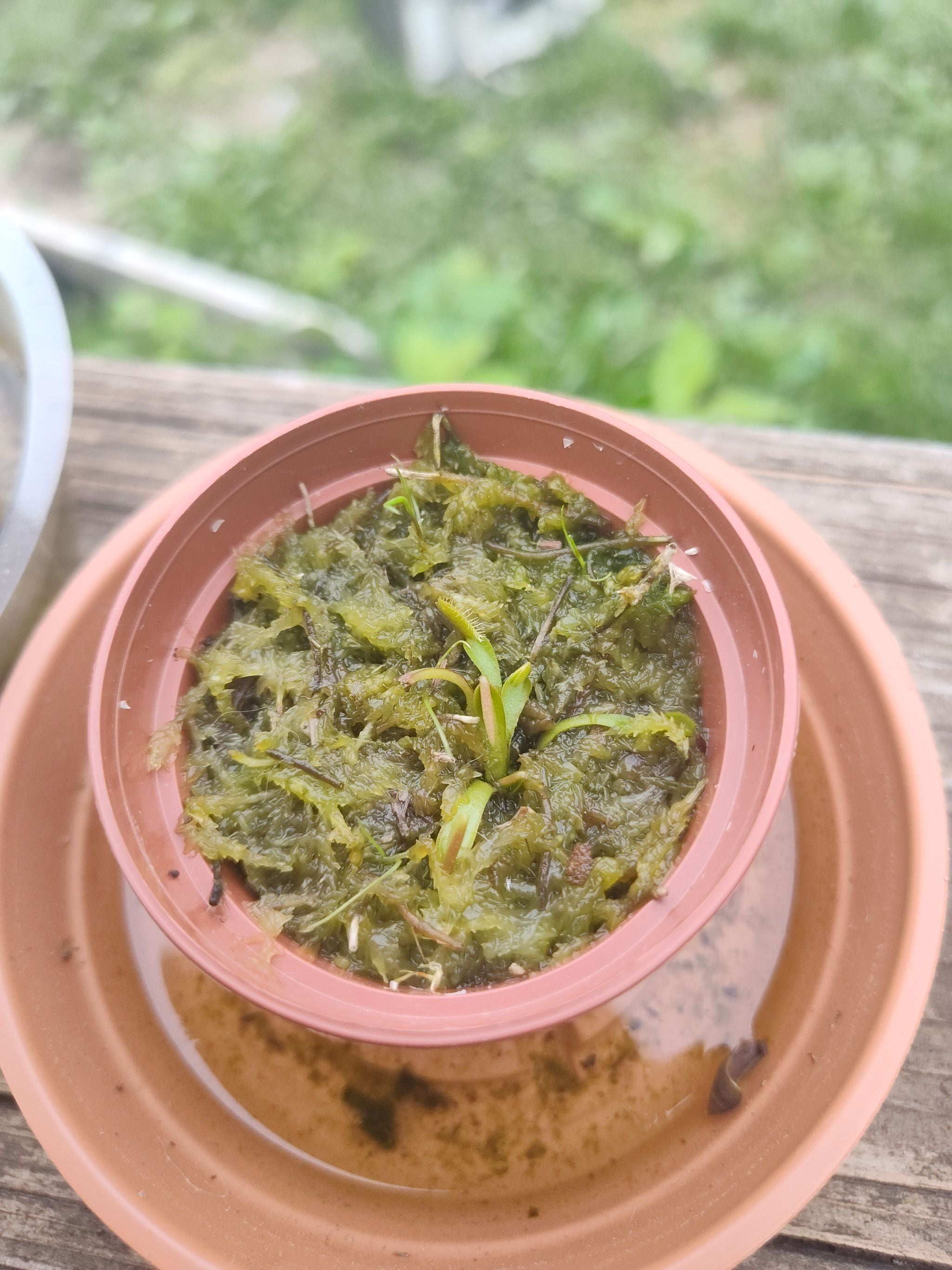 🪰 Why Are There Black Spots on My Venus Fly Trap Leaves?