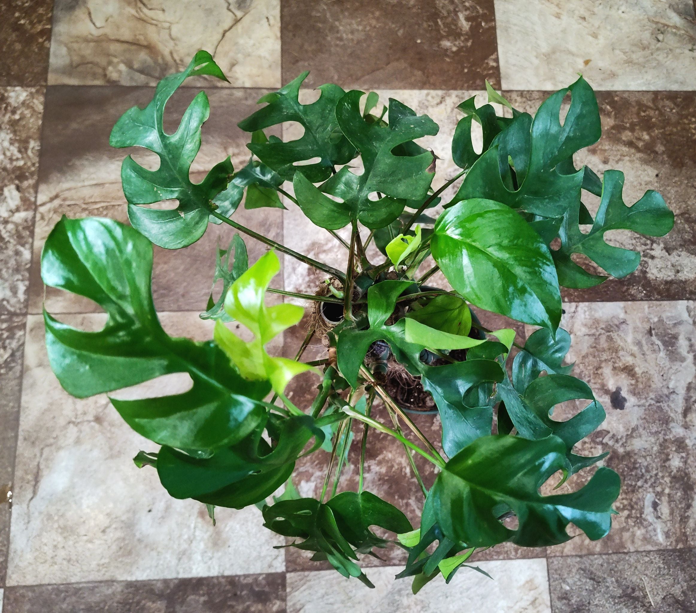 Mini Monstera Plant Care: Water, Light, Nutrients | Greg App 🌱