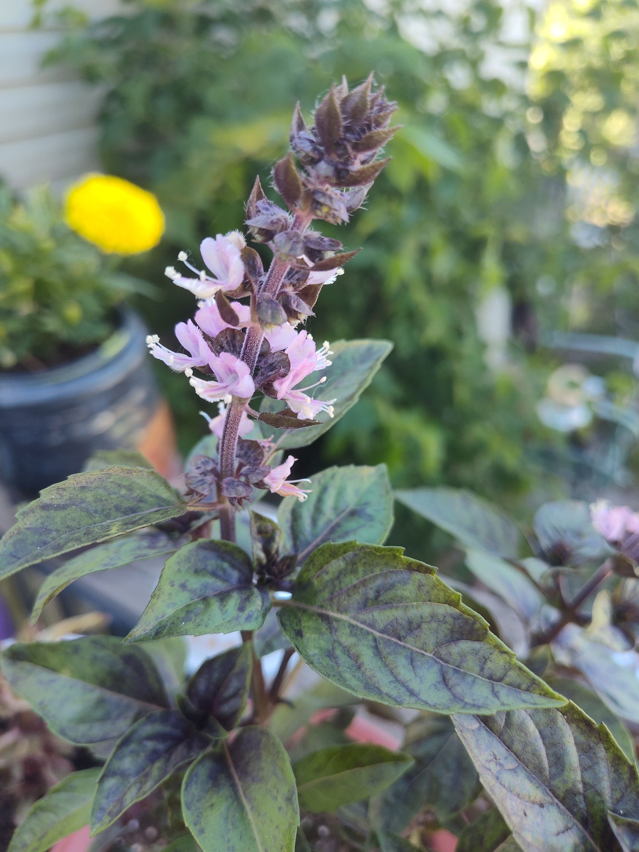 Black Velvet Gold Alocasia Plant Care: Water, Light, Nutrients | Greg App 🌱