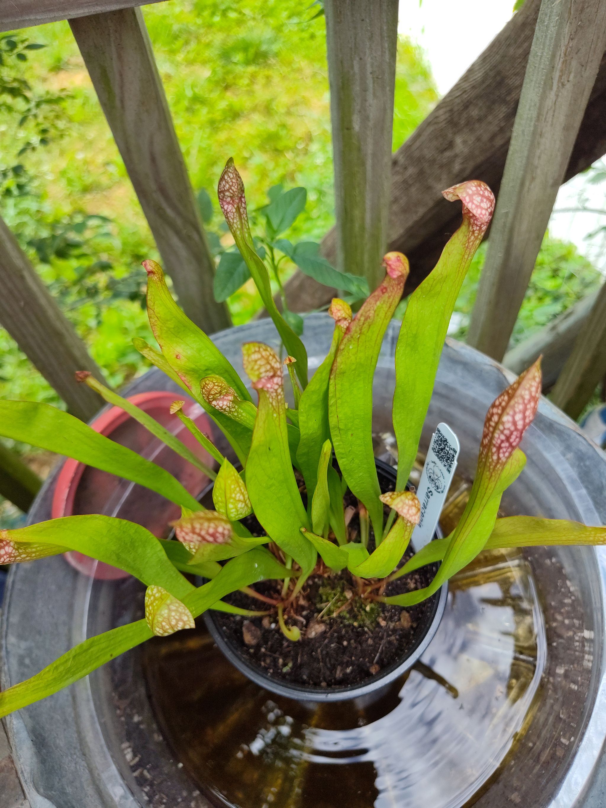 Black Spots on My Scarlet Belle Pitcher Plant Leaves