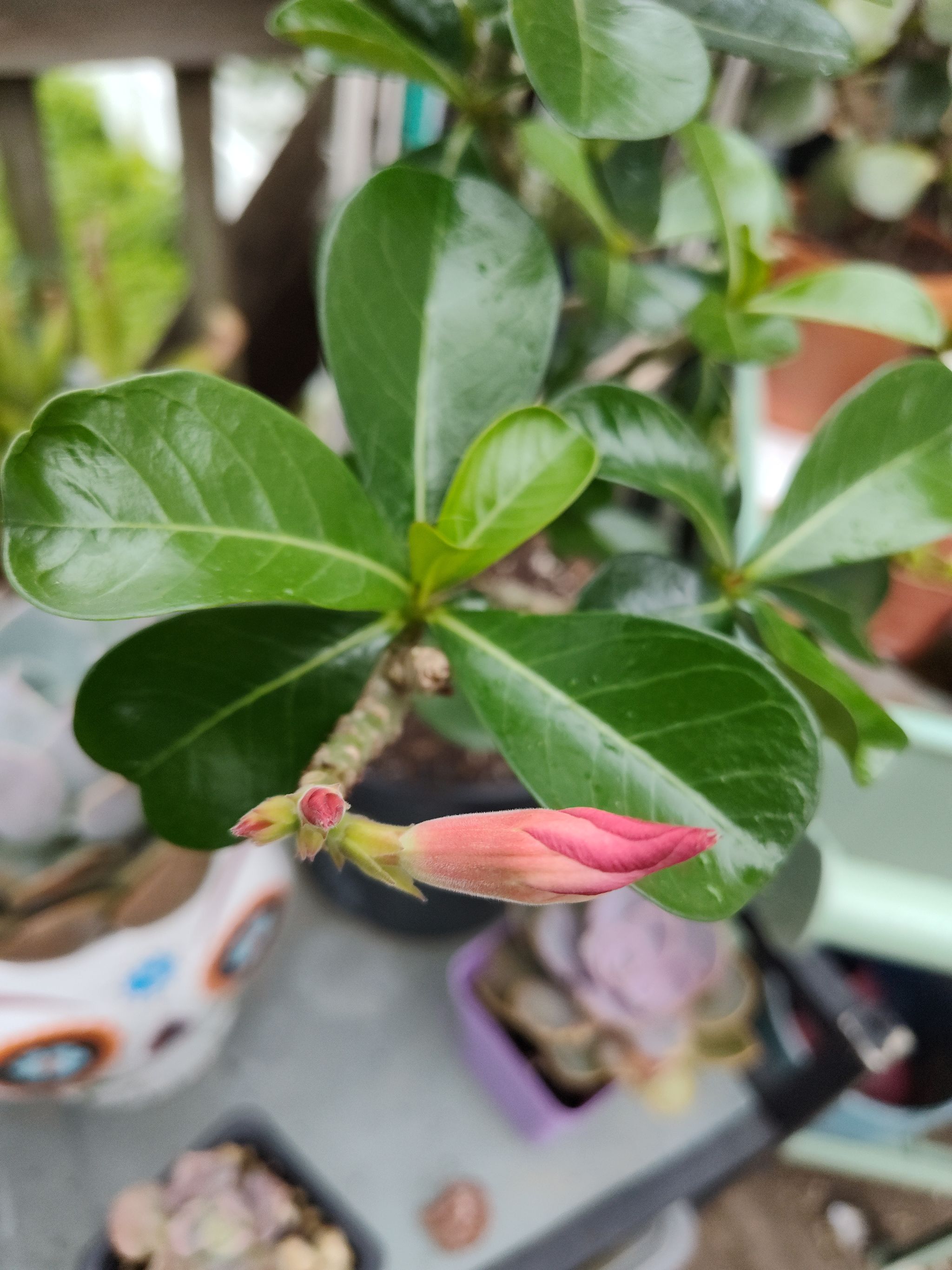 Impala Lily Plant Care: Water, Light, Nutrients | Greg App 🌱
