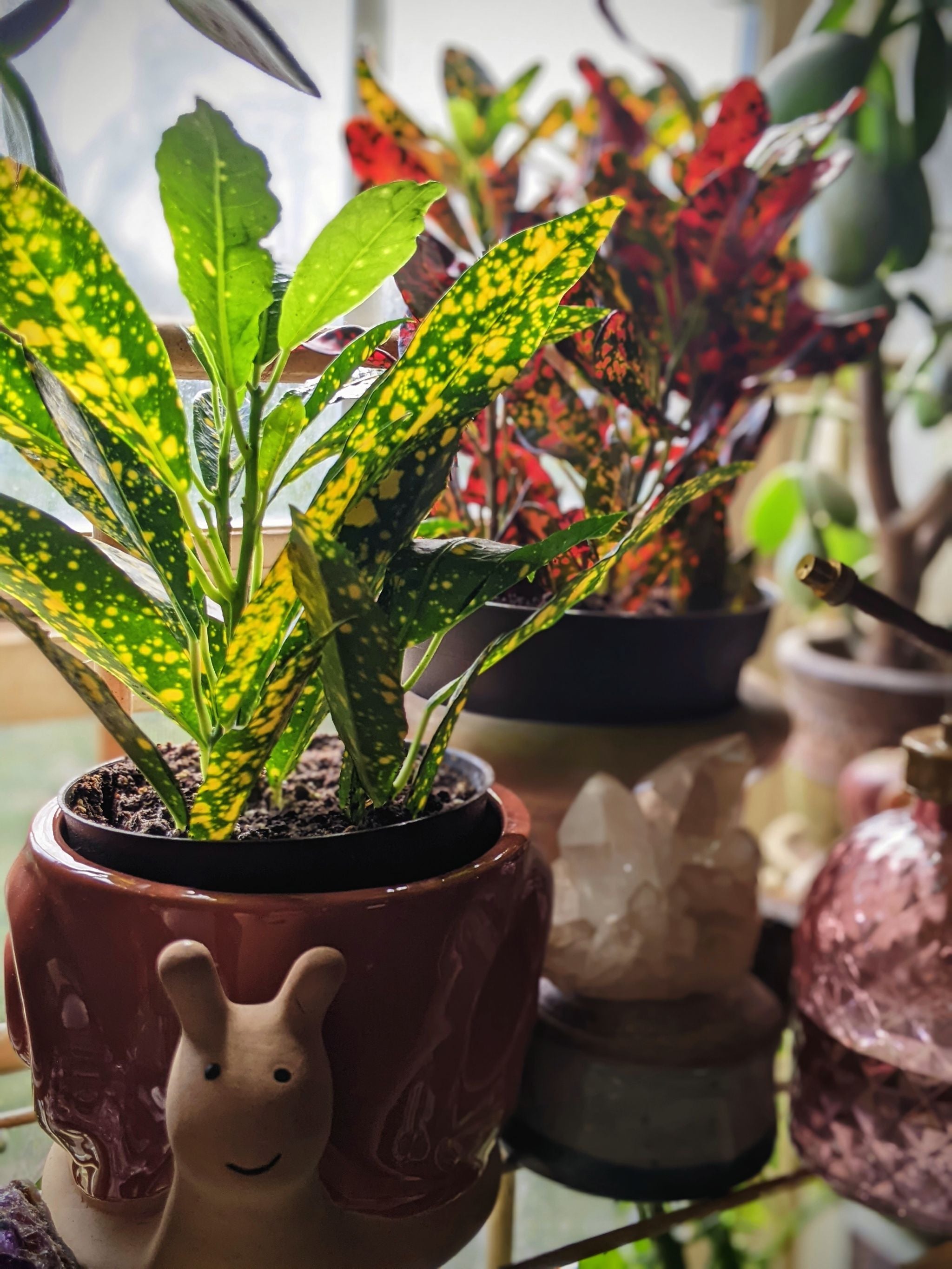Gold Dust Croton Care 101: Water, Light & Growing Tips
