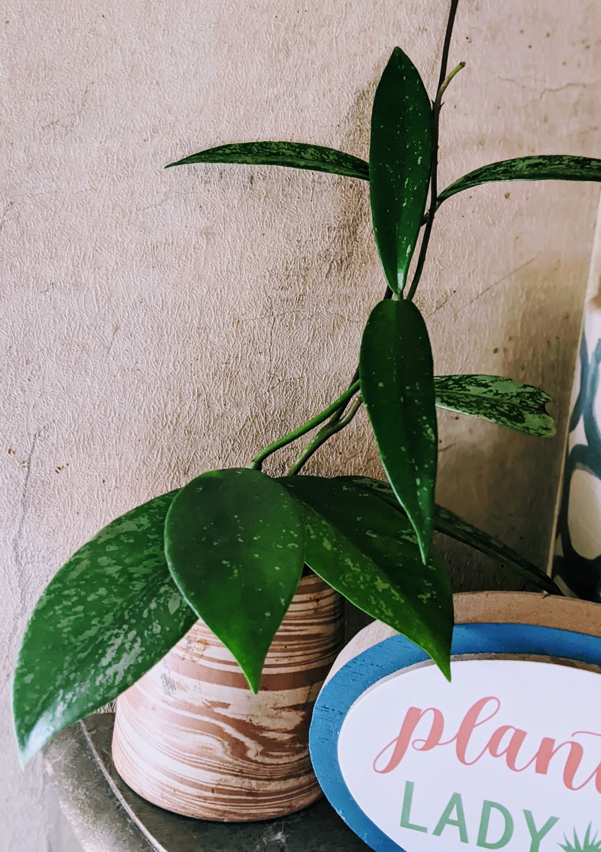 Hoya pubicalyx 'Super Splash' Care 101: Water, Light & Growing Tips