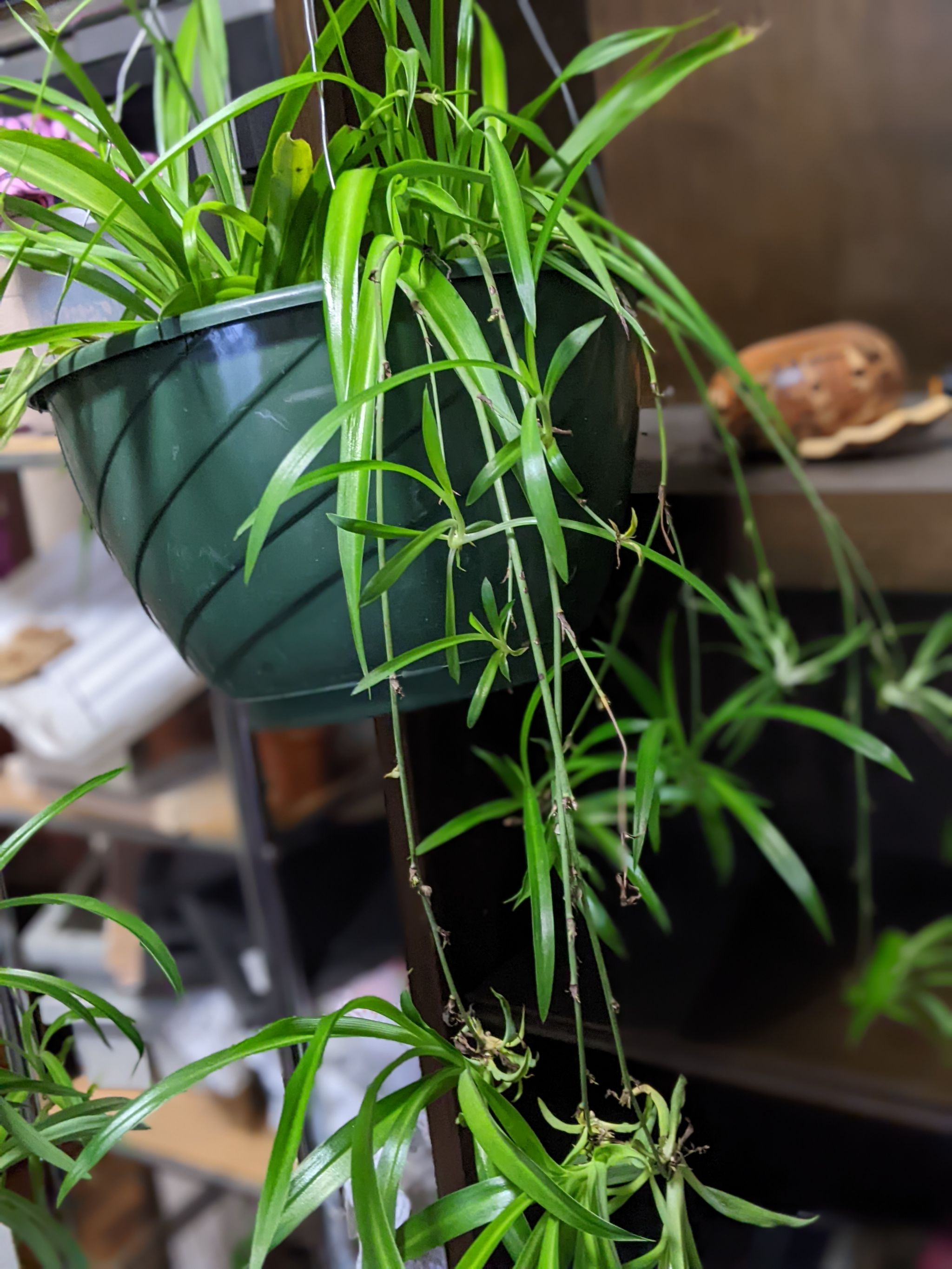 Propagating Mandarin Plant: Step-by-Step Guide