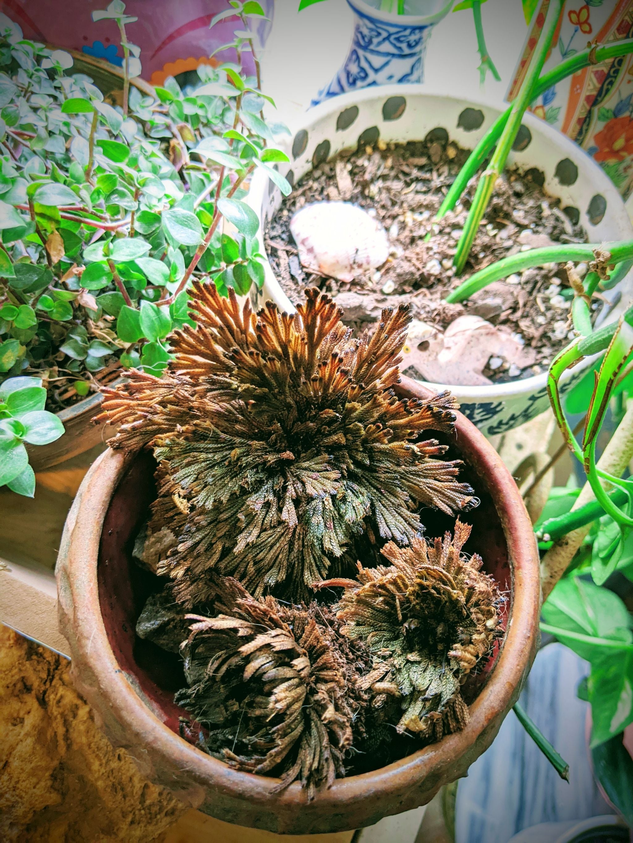 Does anyone else have a Rose of Jericho, AKA resurrection...