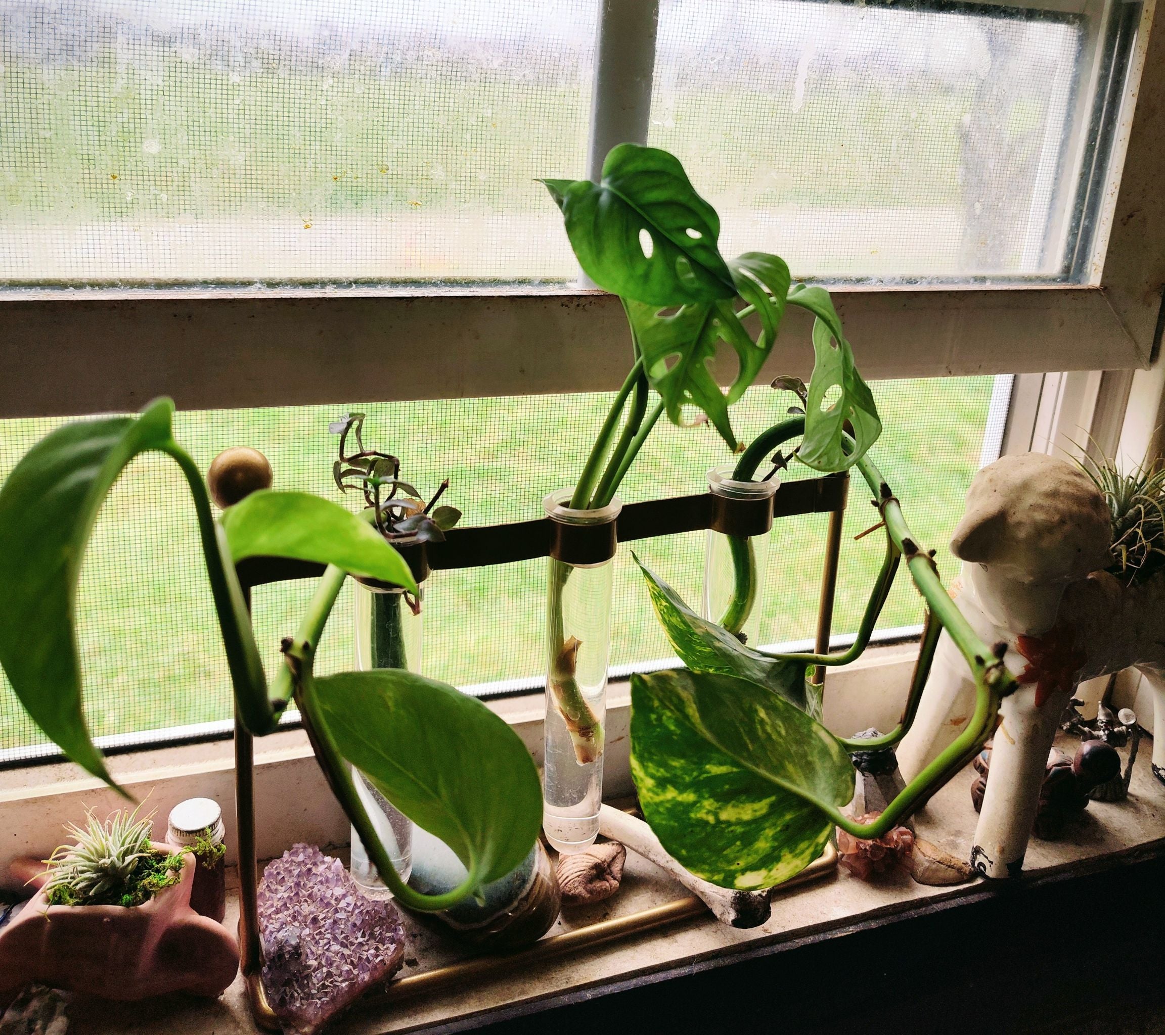 Swiss Cheese Plant & Golden Pothos cuttings in my kitchen...