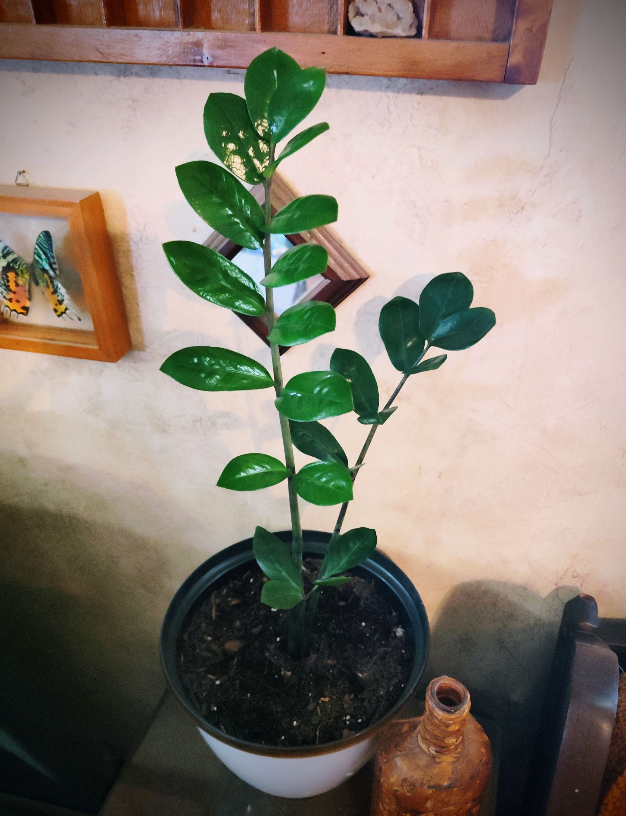 Keep Your ZZ Plant Alive: Light, Water & Care Instructions