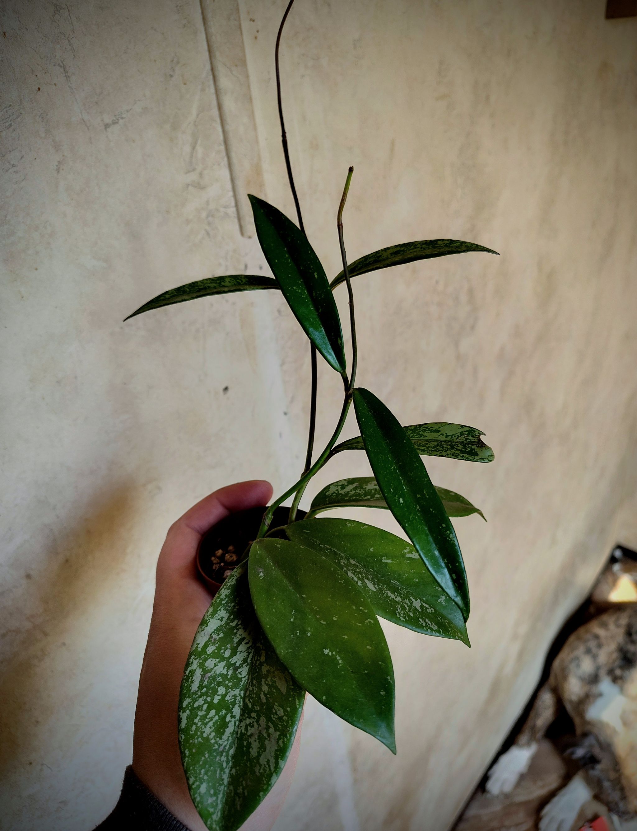 Hoya pubicalyx 'Super Splash' Care 101: Water, Light & Growing Tips