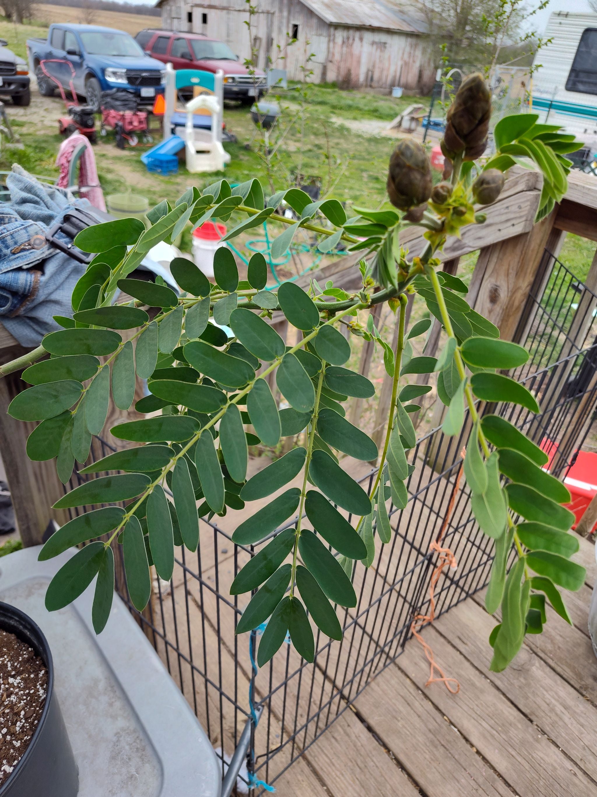 Everything You Need to Know About Smooth Senna