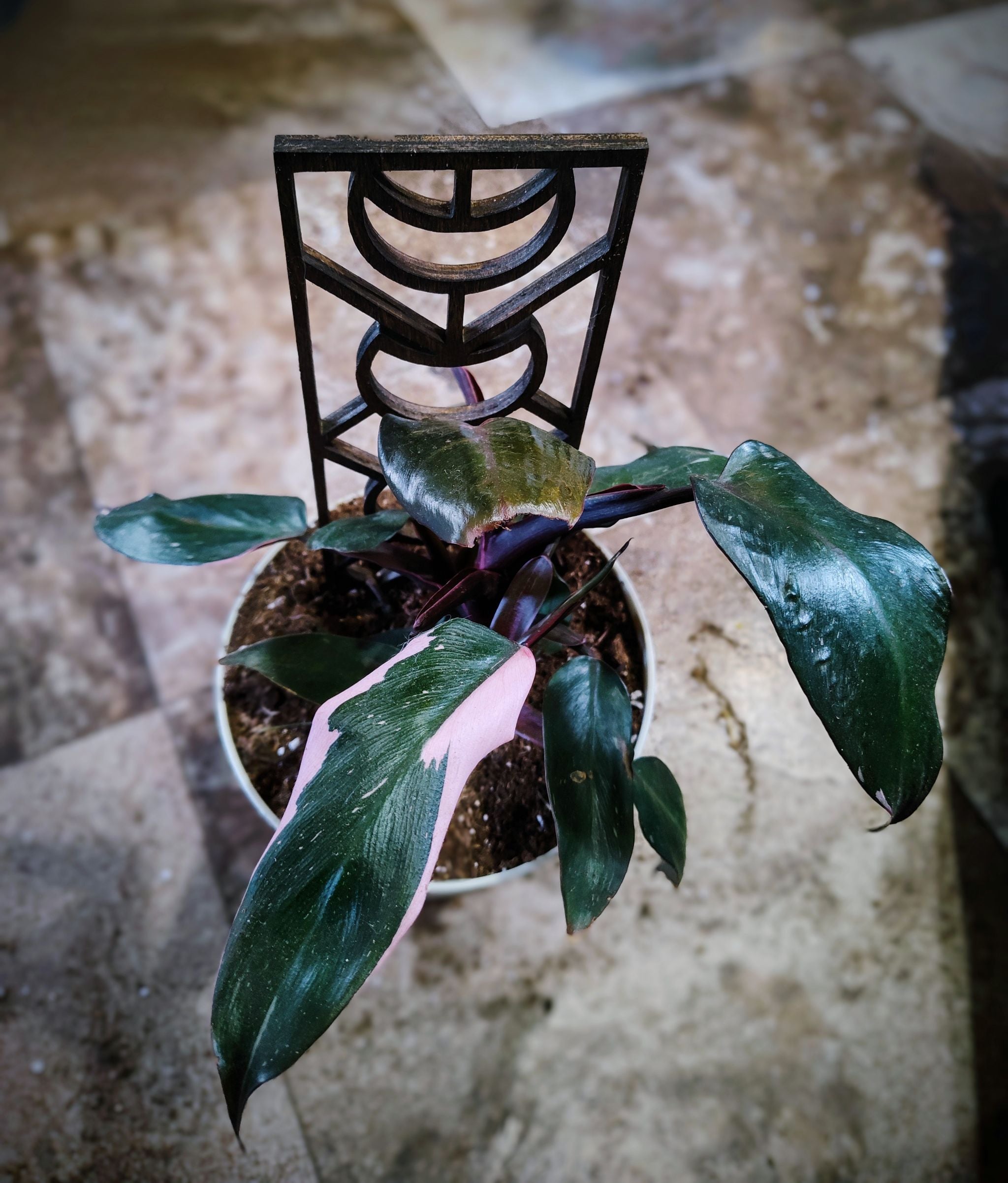 The Complete Rudolph Philodendron Plant Care Guide: Water, Light & Beyond