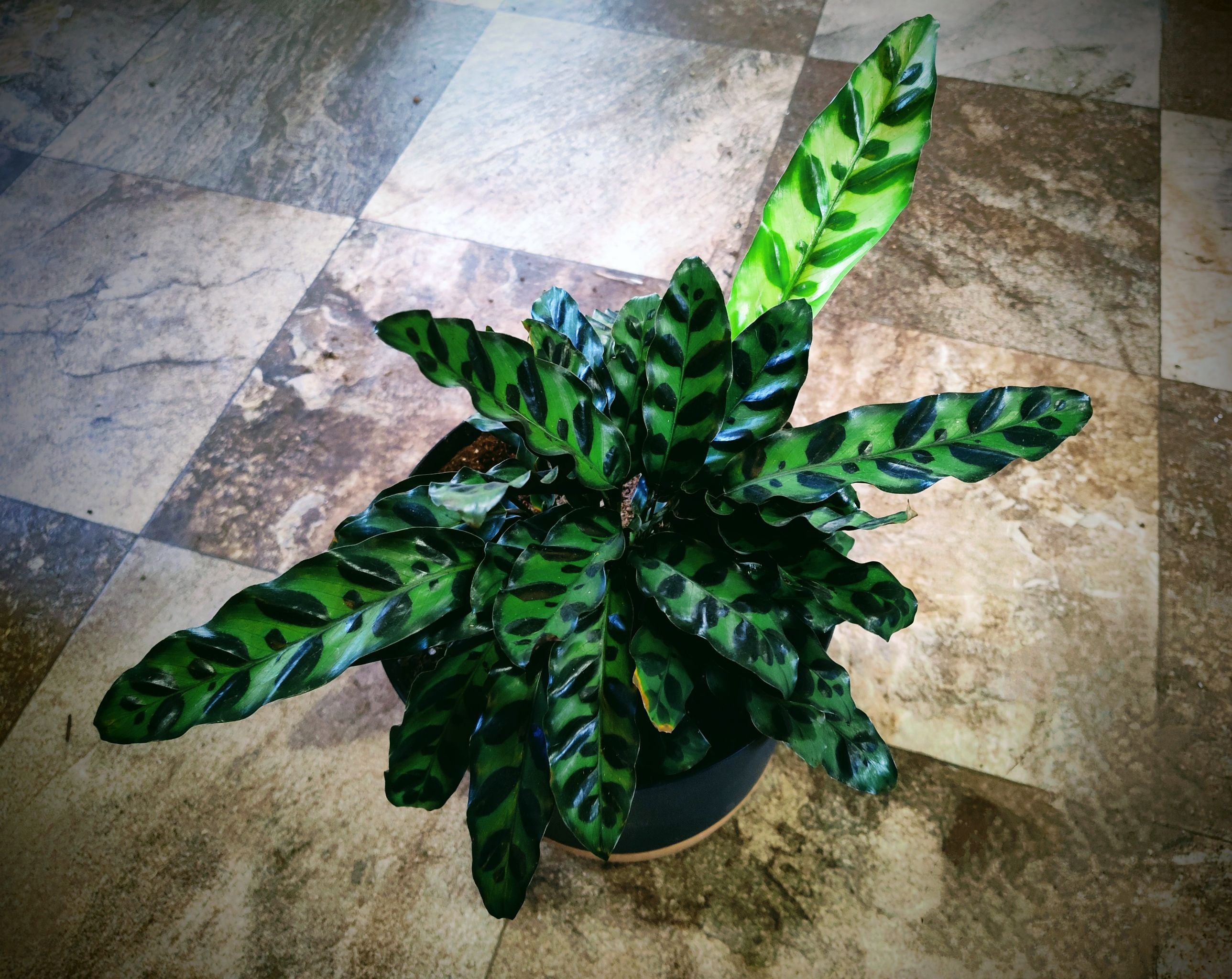 How to Care for Rattlesnake Plant: Mastering Water, Sunlight & More