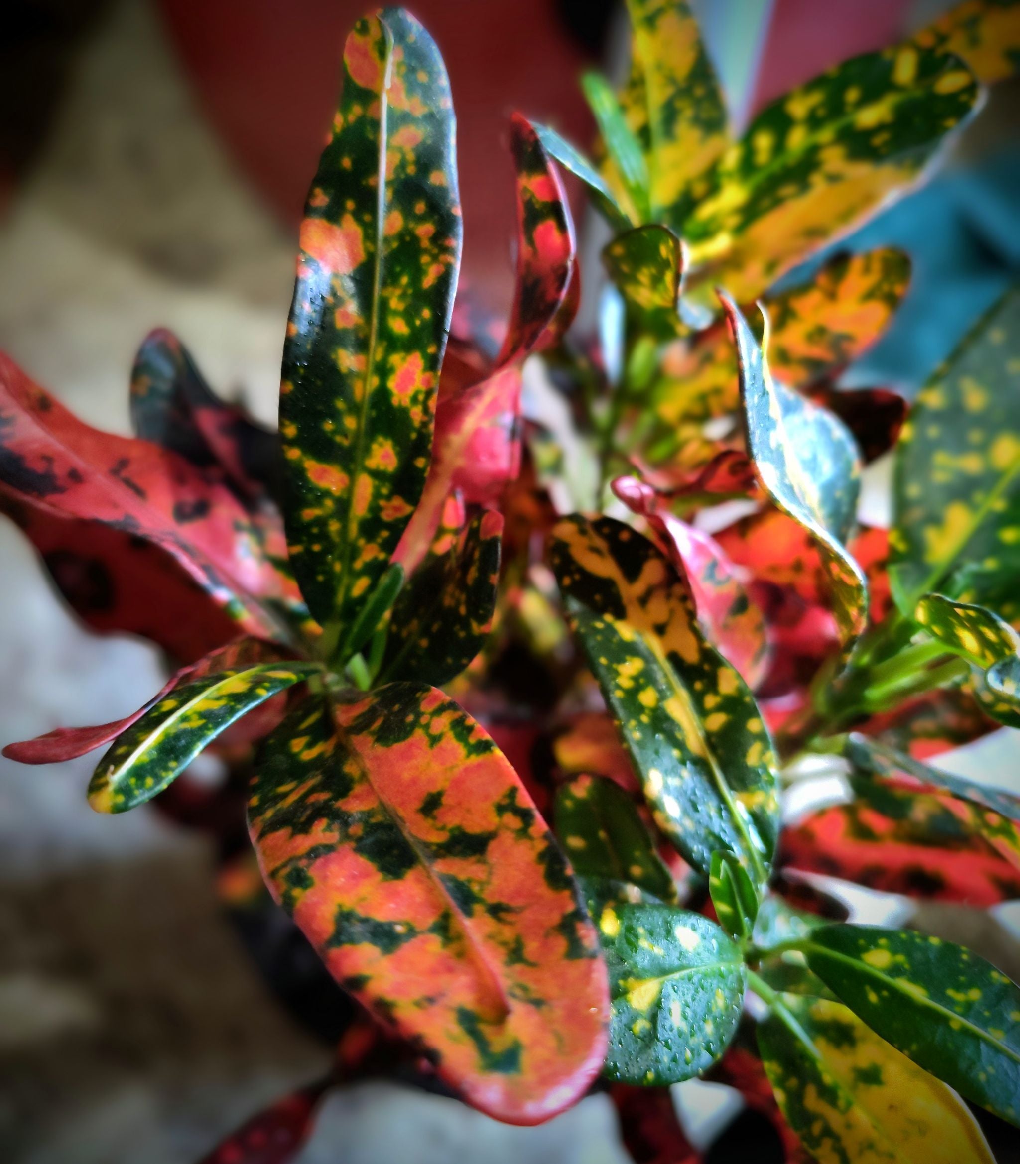 5 Key Phases of Mammy Croton Development