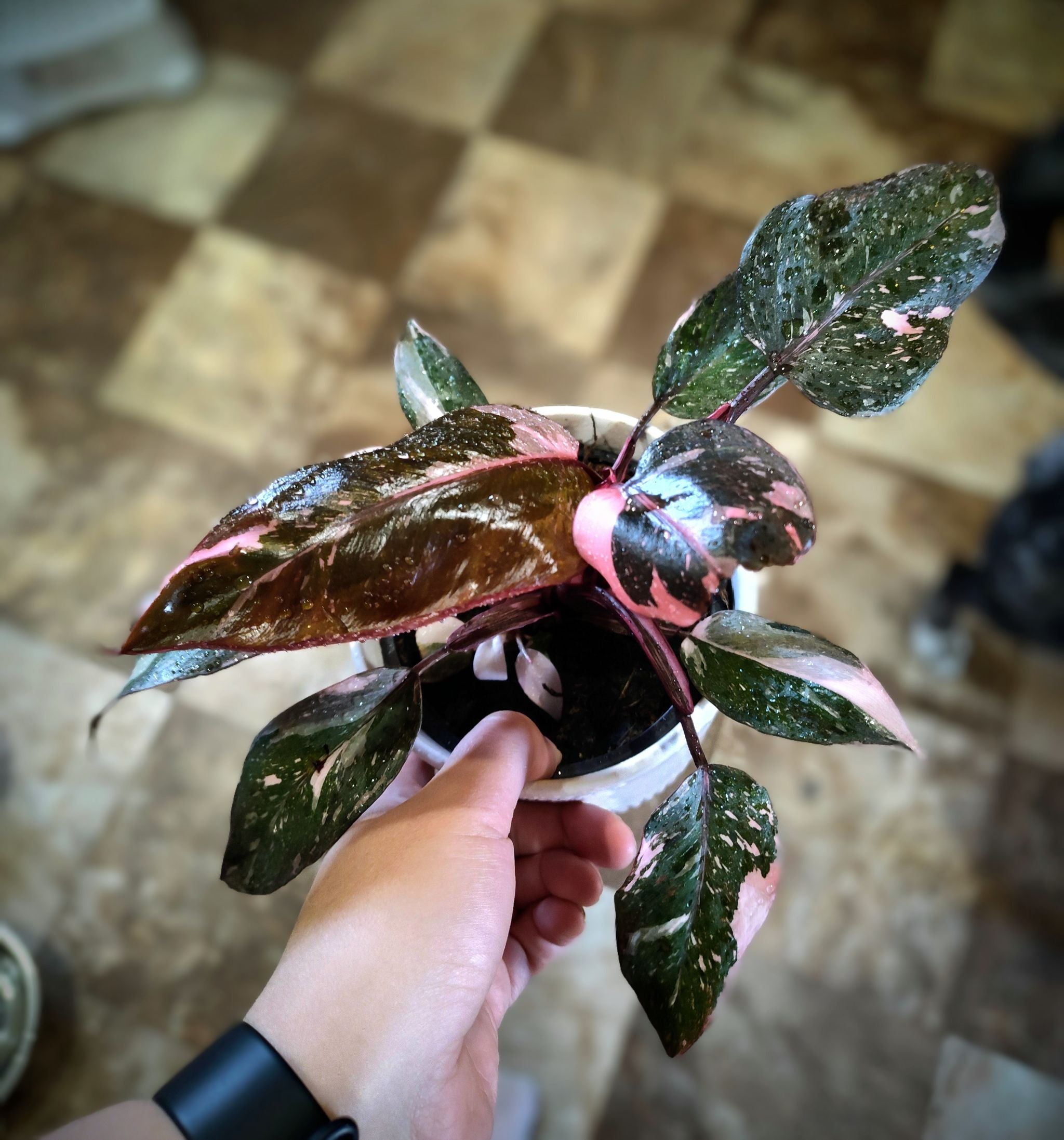 The Complete Philo Golden Dragon Plant Care Guide: Water, Light & Beyond