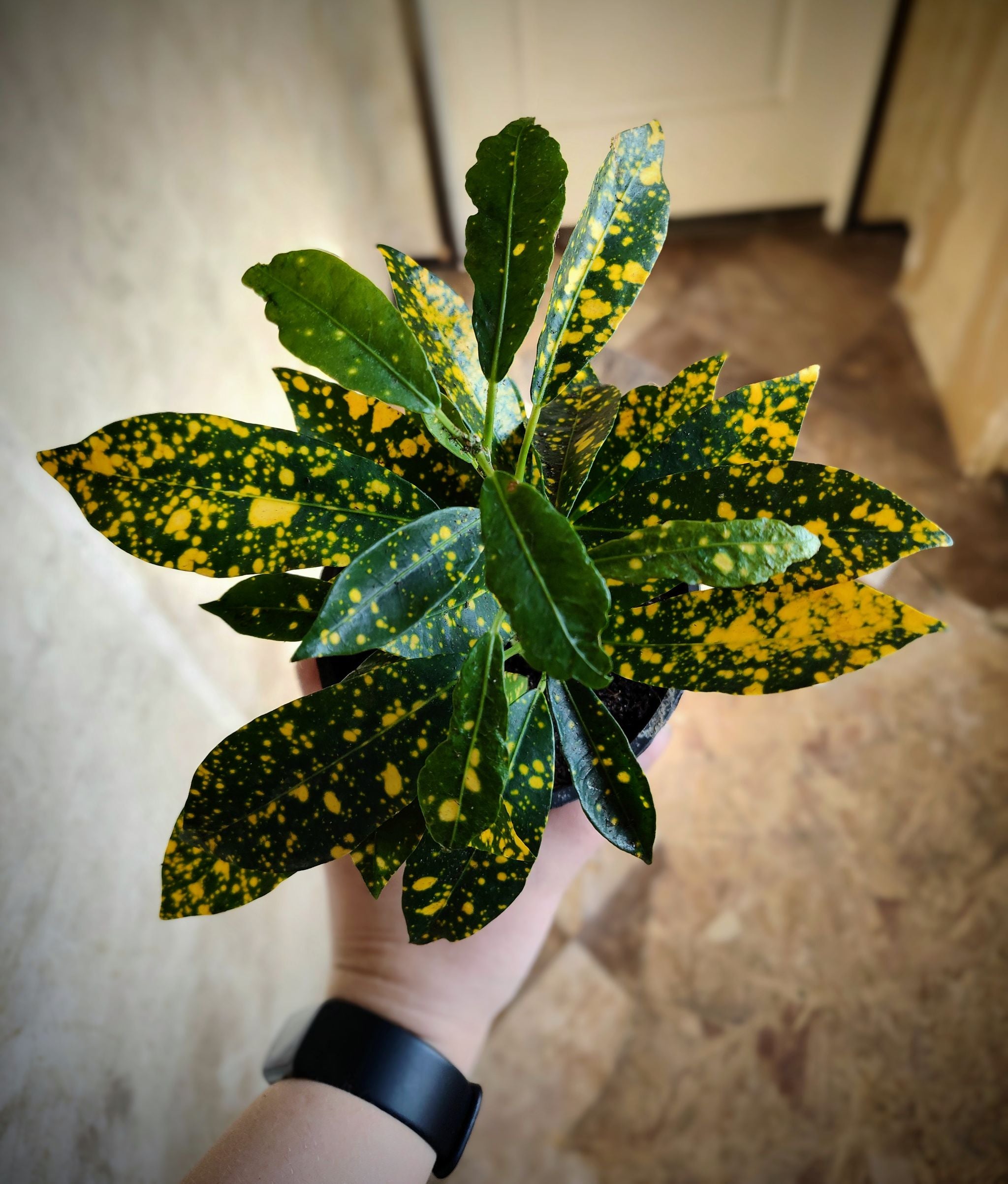 Keep Your Gold Dust Croton Alive: Light, Water & Care Instructions
