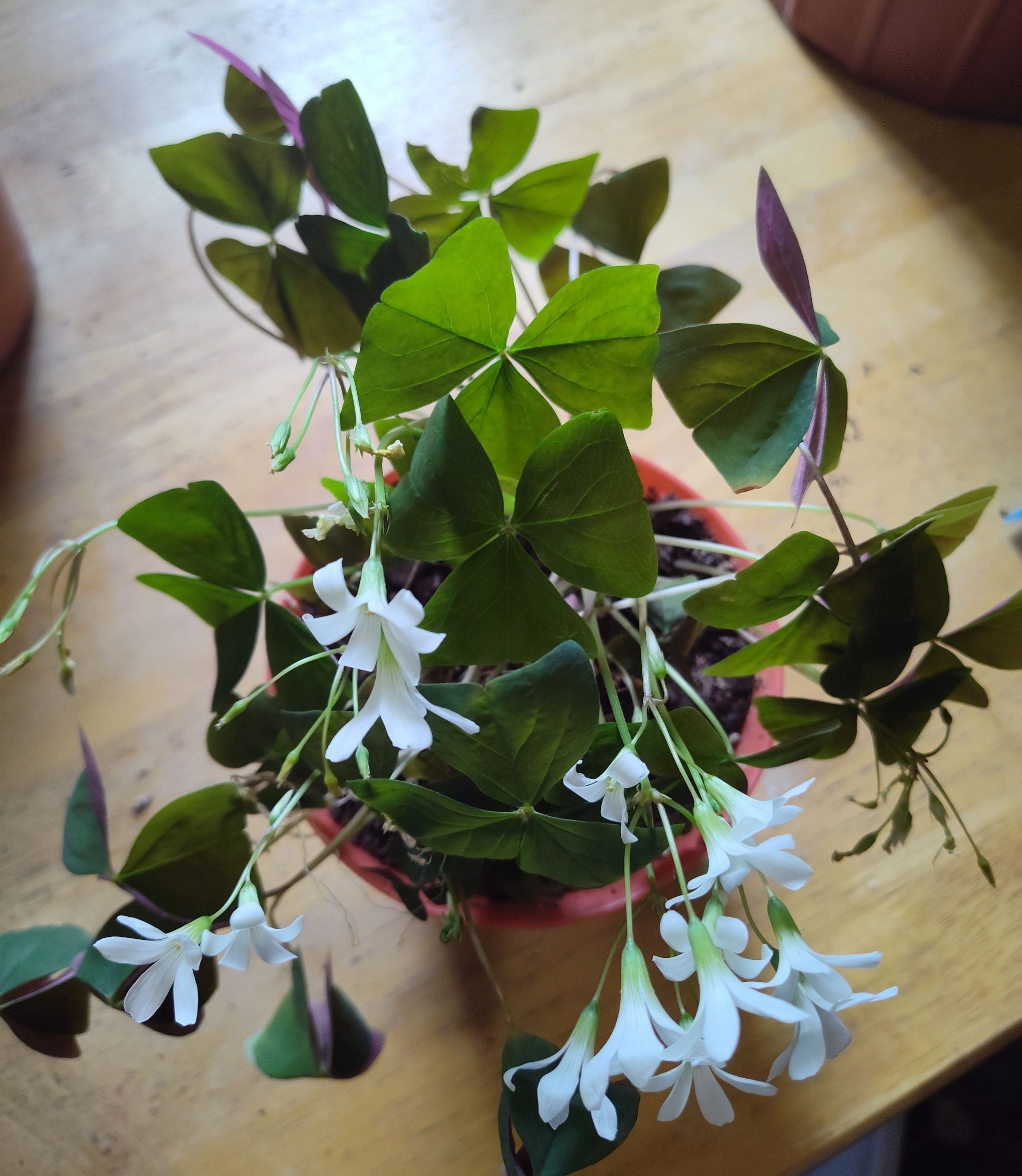 How to Prepare Your Shamrock for Winter