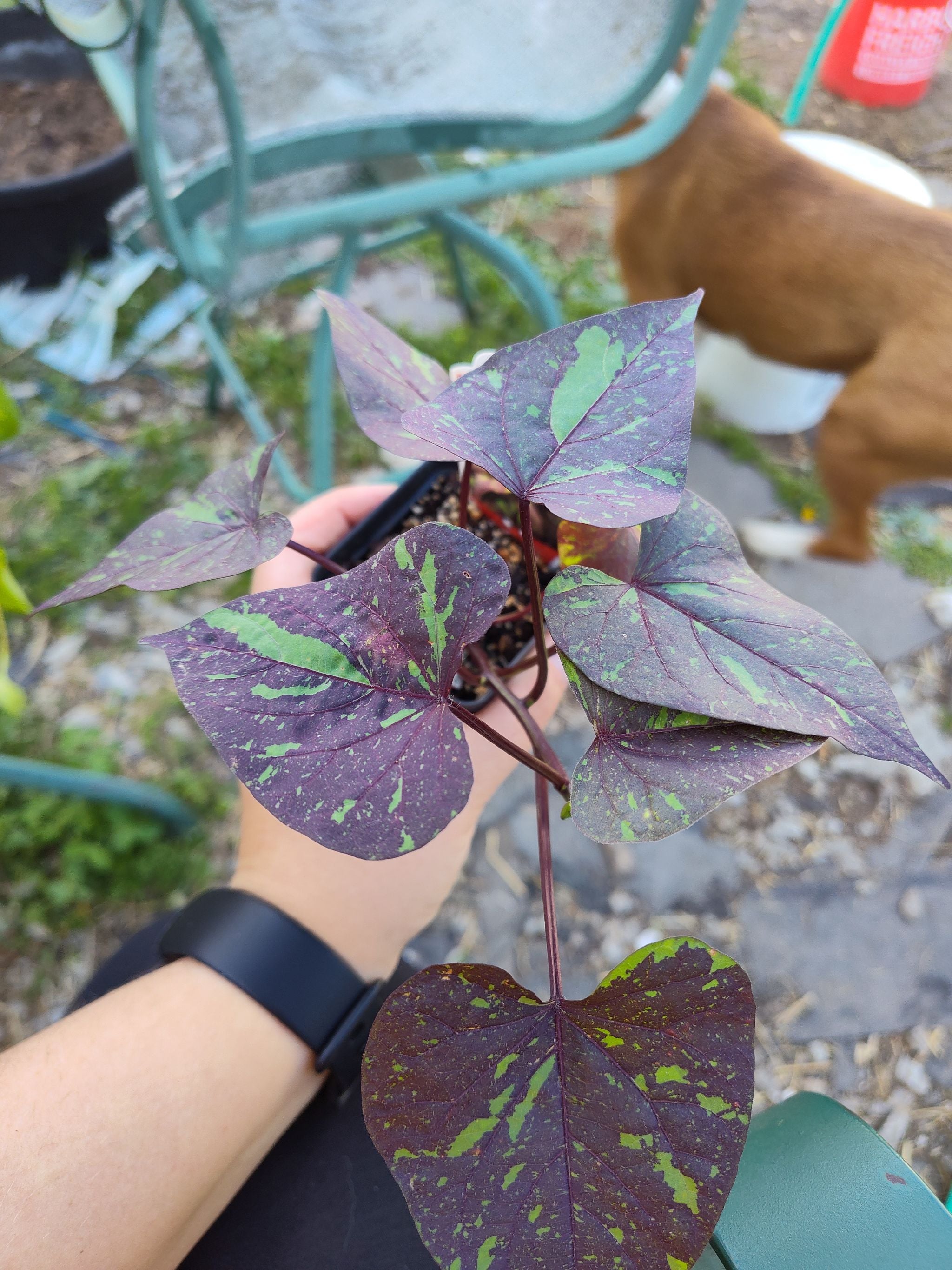 The Complete Kelly Ray Plant Care Guide: Water, Light & Beyond