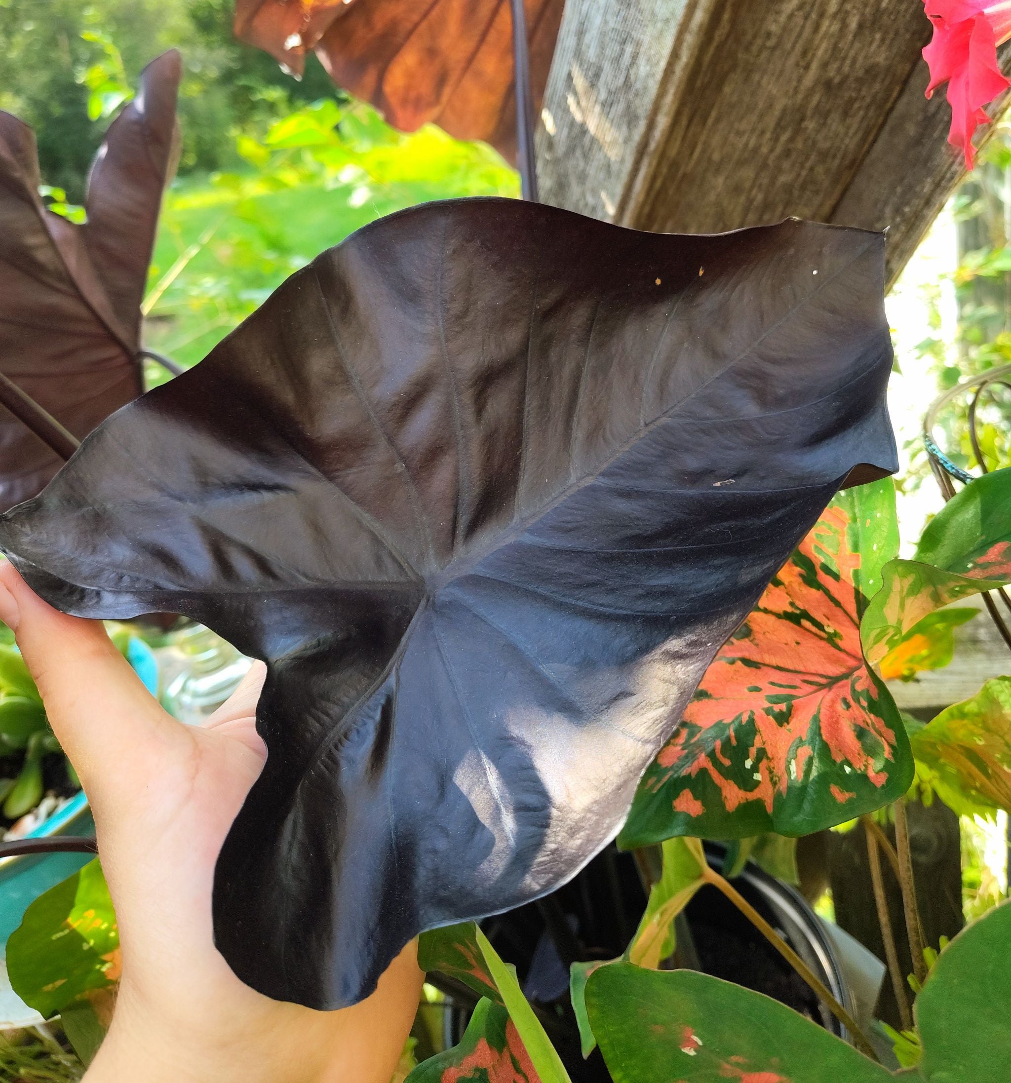 Blue Hawaii Elephant Ear Plant Care: Water, Light, Nutrients | Greg App 🌱