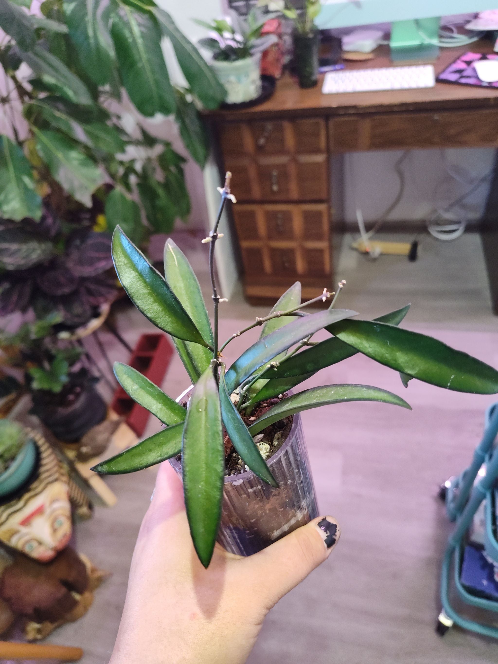 Hoya 'Chouke' Care 101: Water, Light & Growing Tips