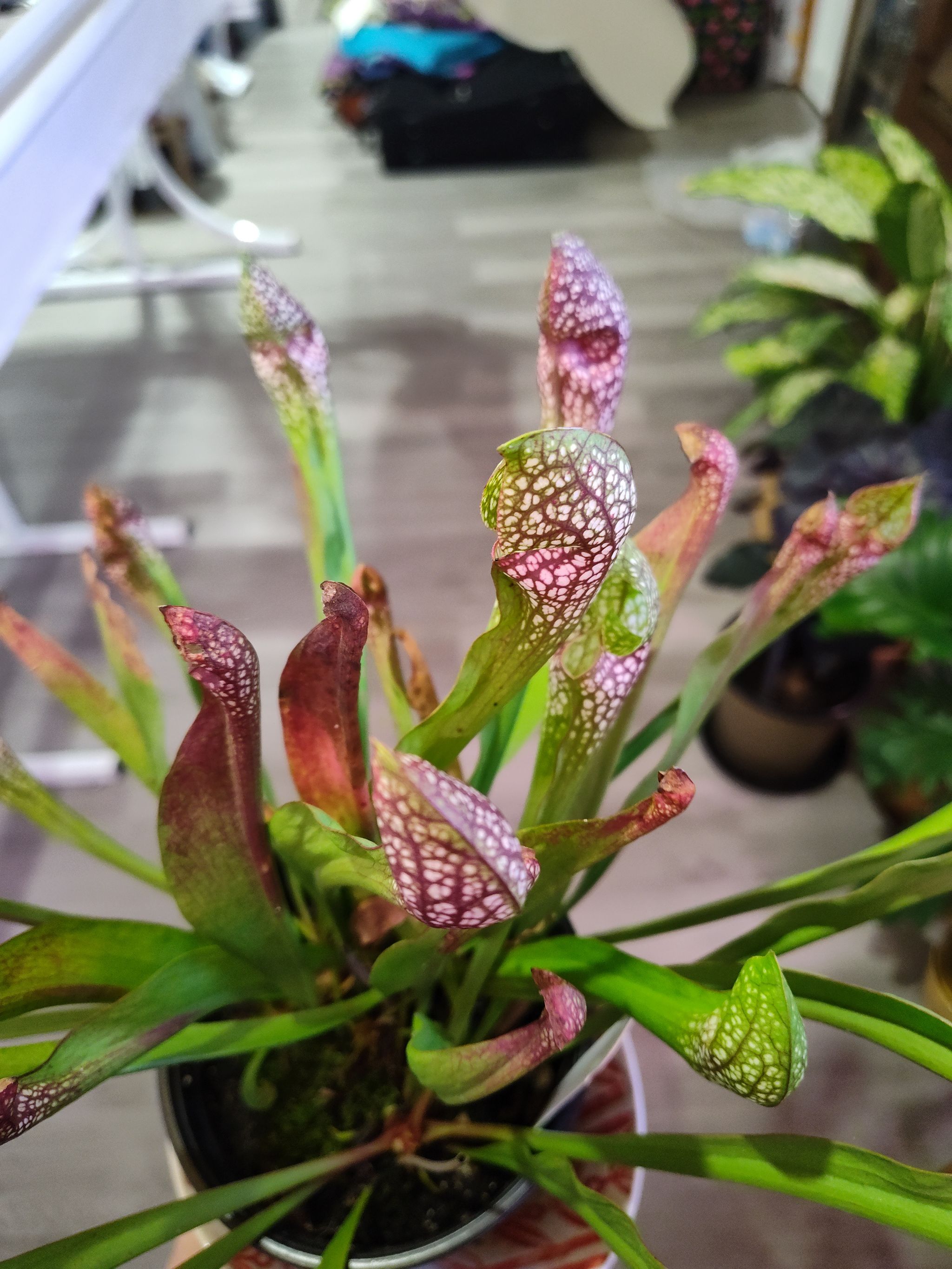 Black Spots on My Scarlet Belle Pitcher Plant Leaves