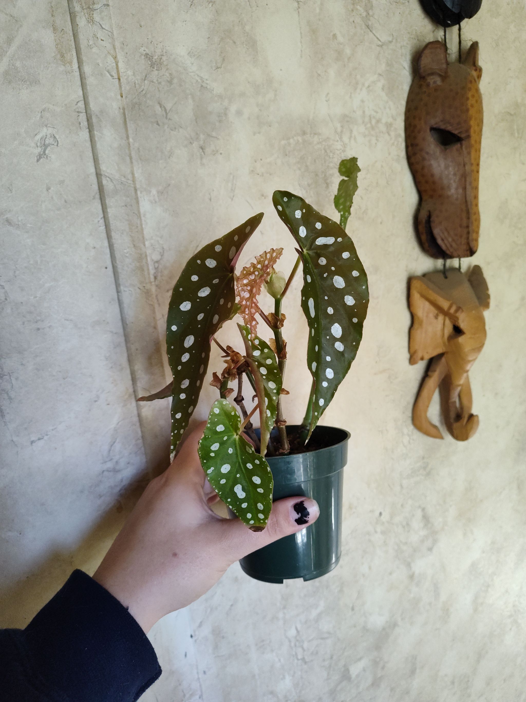 Fuchsia Begonia 'Rose' Care 101: Water, Light & Growing Tips