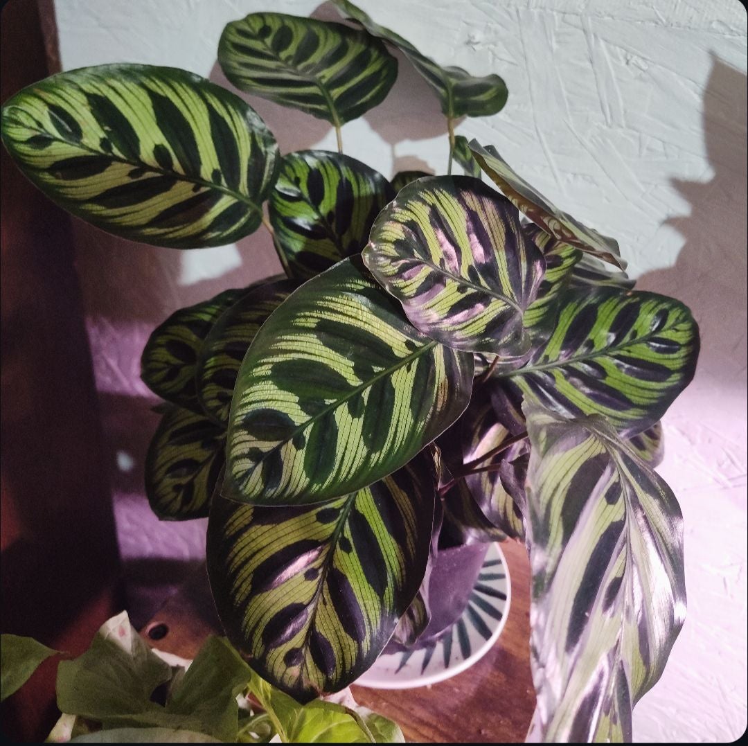 Calathea Royal Standard Care 101: Water, Light & Growing Tips