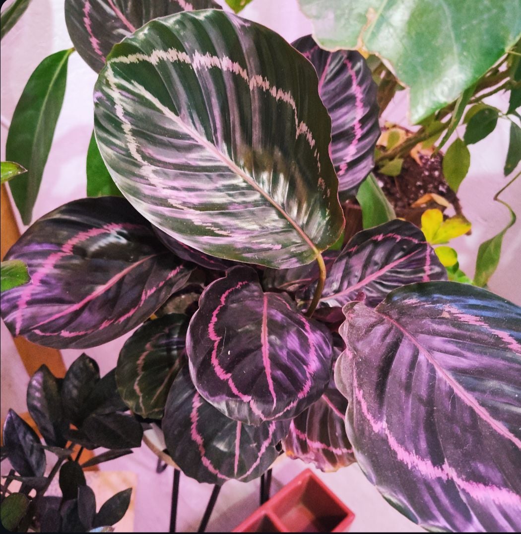 Calathea 'Gecko' Care 101: Water, Light & Growing Tips