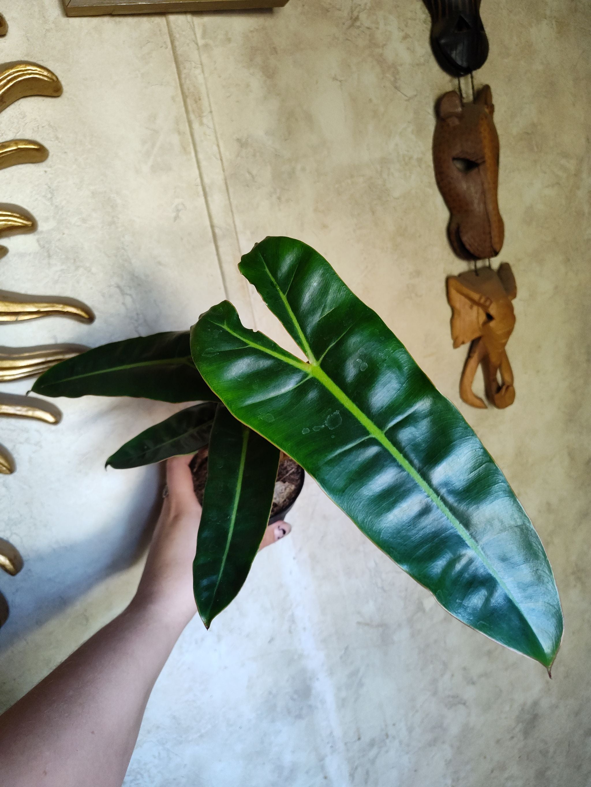 Philodendron campii 'Lynette' Care 101: Water, Light & Growing Tips