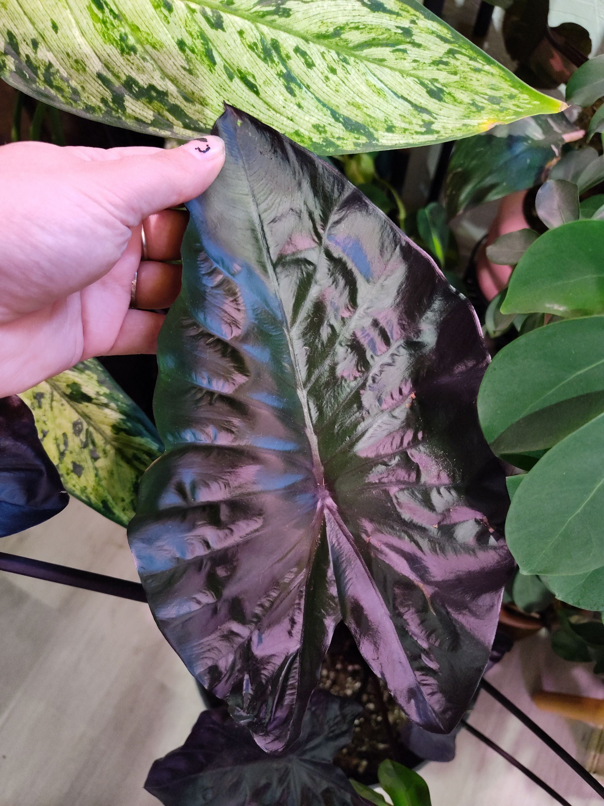 Keep Your Colocasia Redemption Alive: Light, Water & Care Instructions