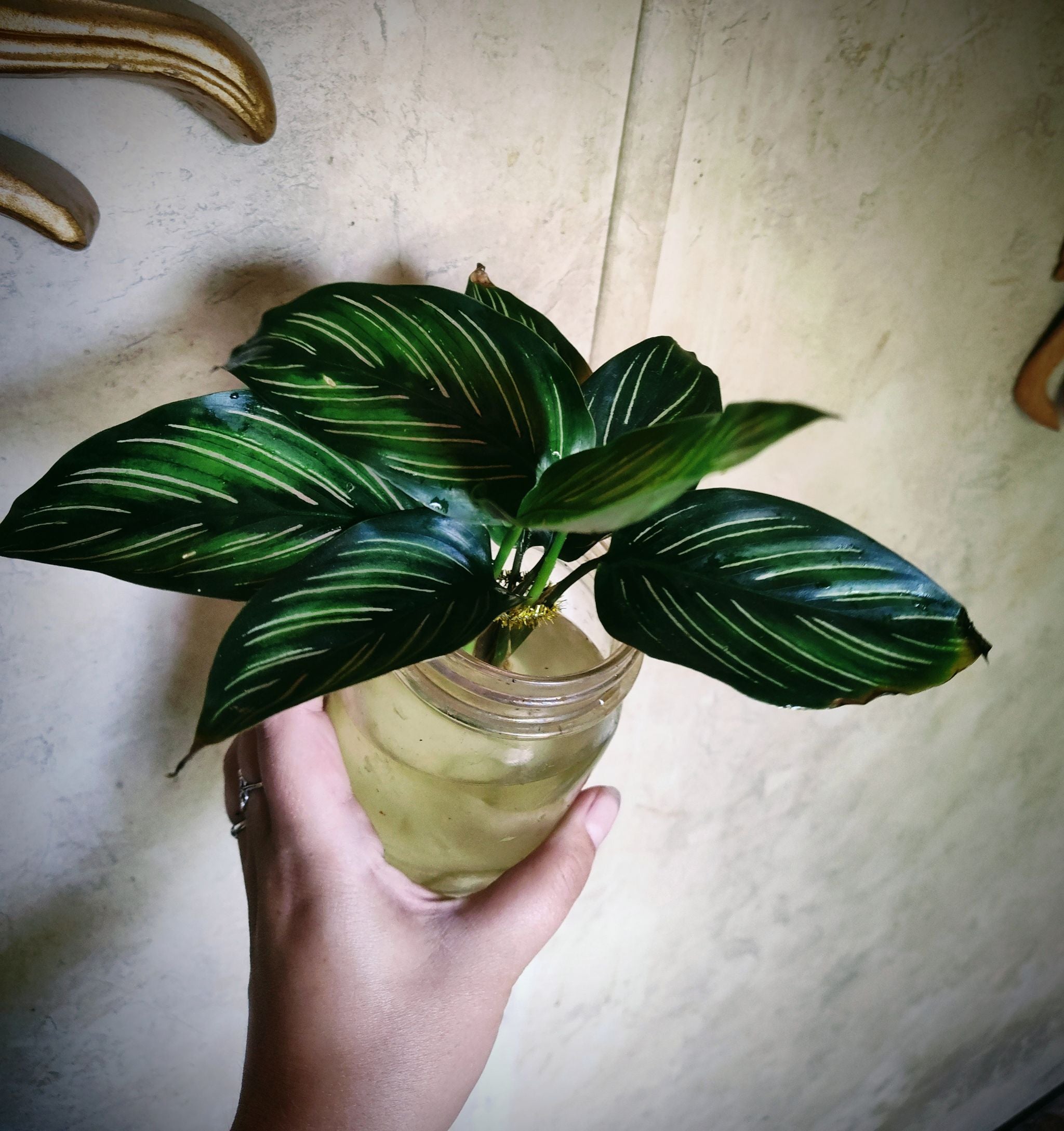 Calathea anulque: How Much Water & Light Does it Need to Thrive?