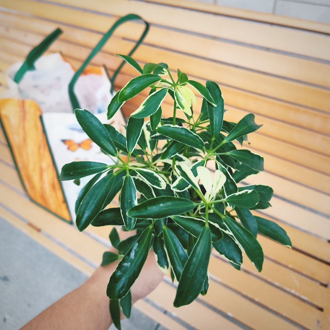 The Complete Variegated Dwarf Umbrella Tree Plant Care Guide: Water ...