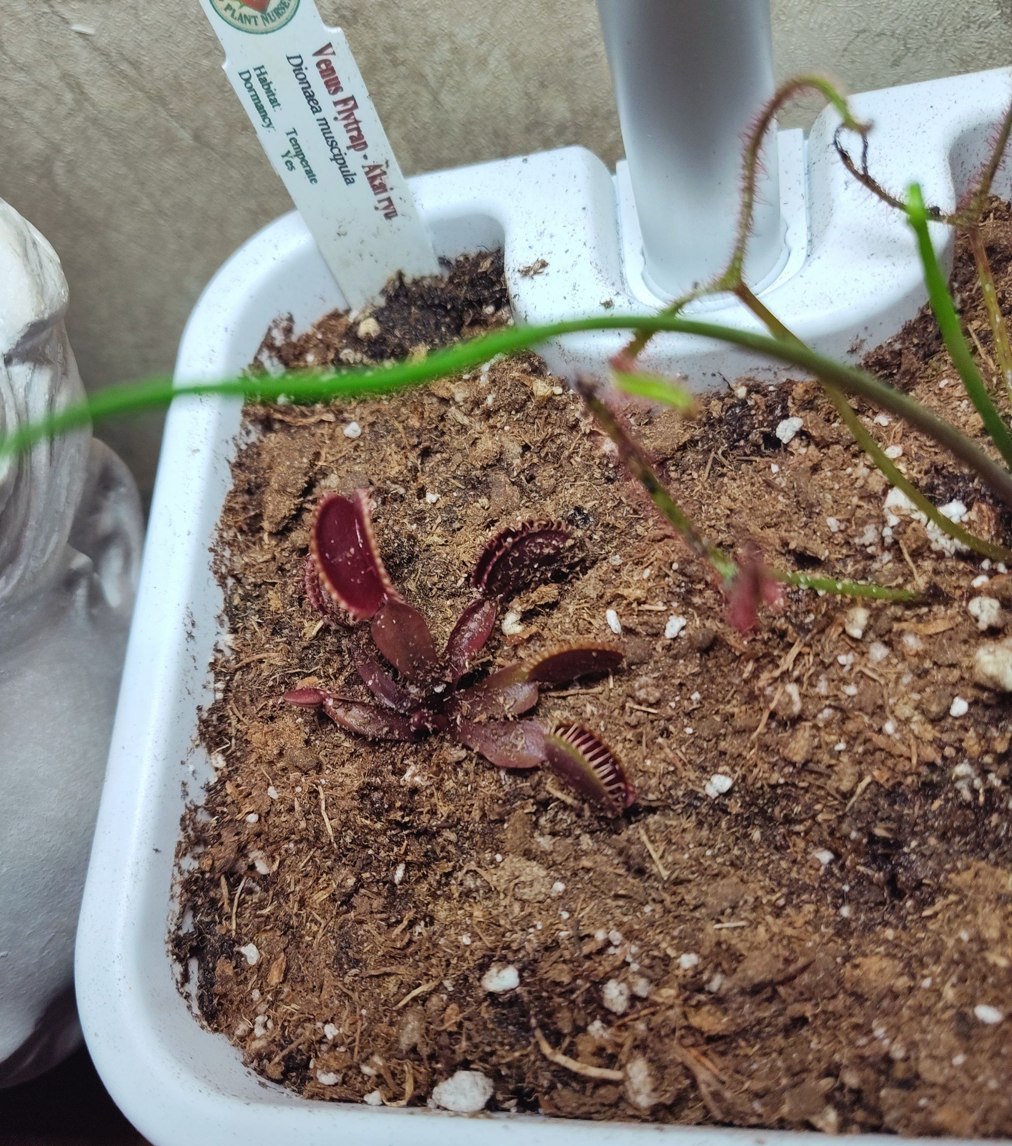 Venus Fly Trap Plant Care Water Light Nutrients Greg App рџњ