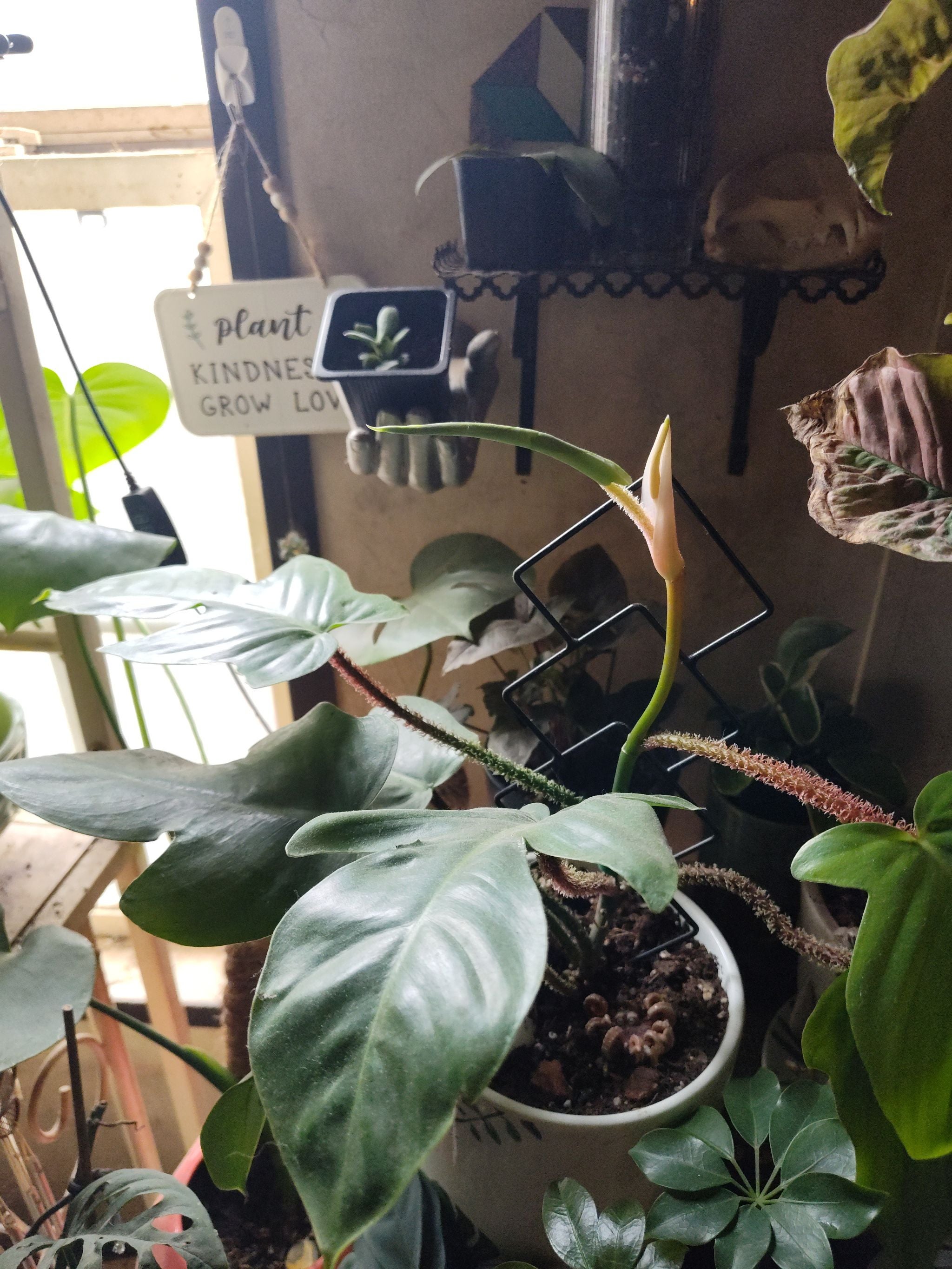 Rudolph Philodendron: How Much Water & Light Does it Need to Thrive?