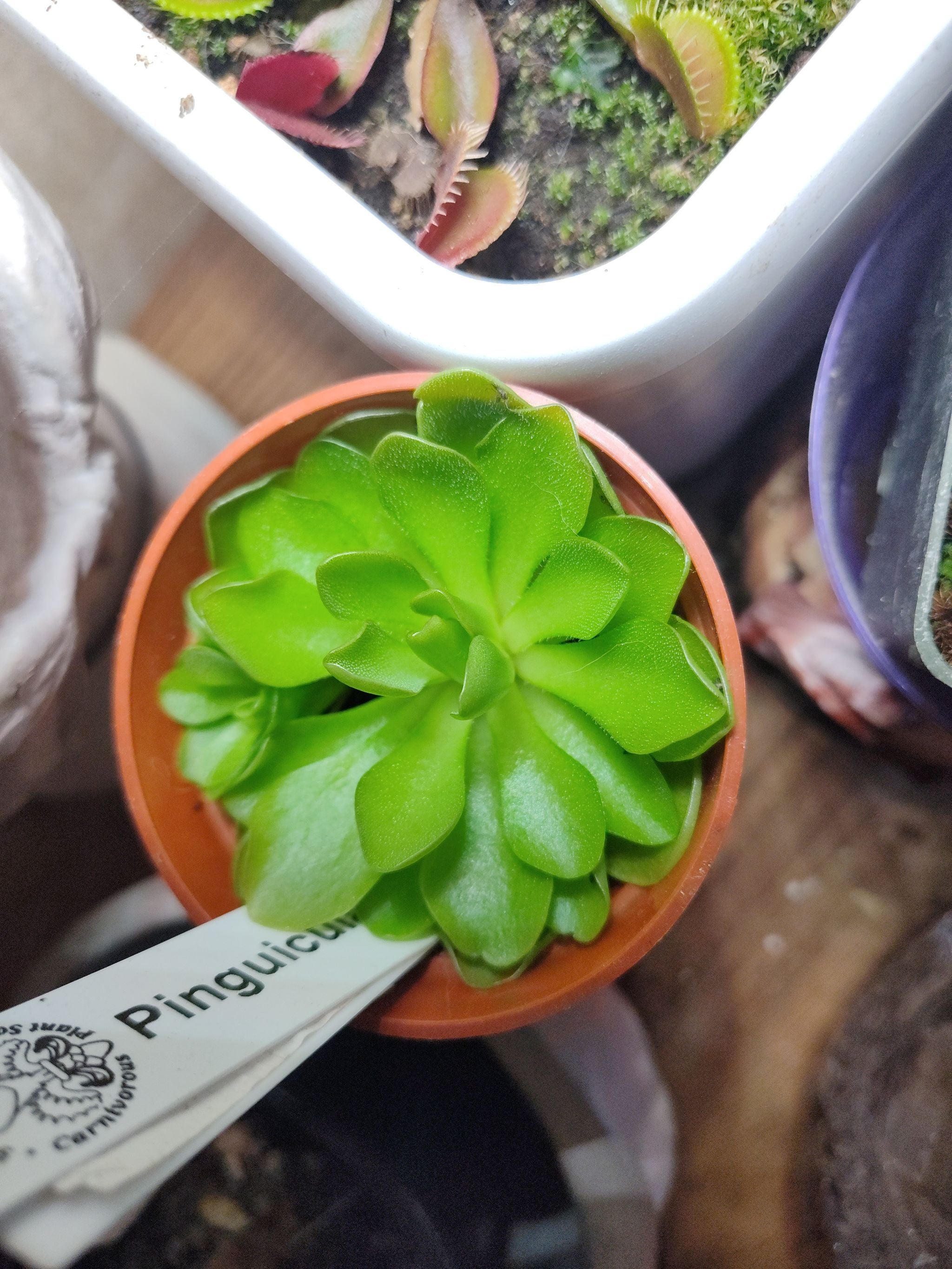 🌼 What is a Pinguicula pilosa? Complete Guide